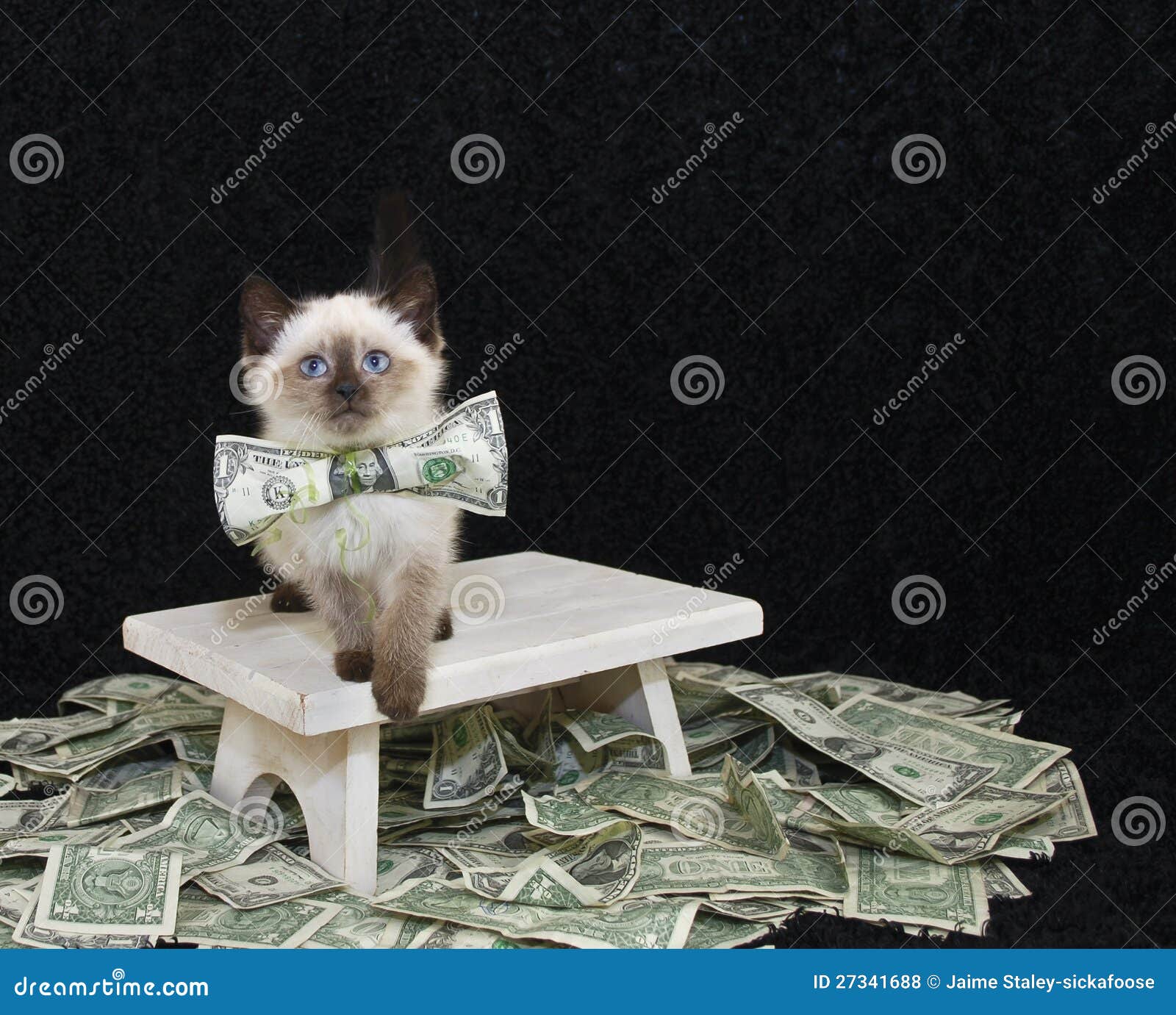 Pequeño gatito rico foto de archivo. Imagen de animal - 27341688