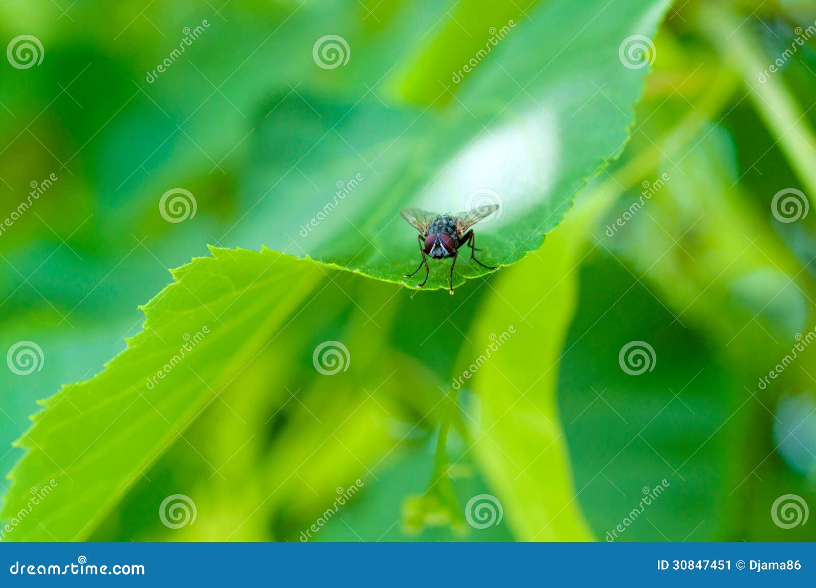 Pequeño jején imagen de archivo. Imagen de macro, ambiental - 30847451