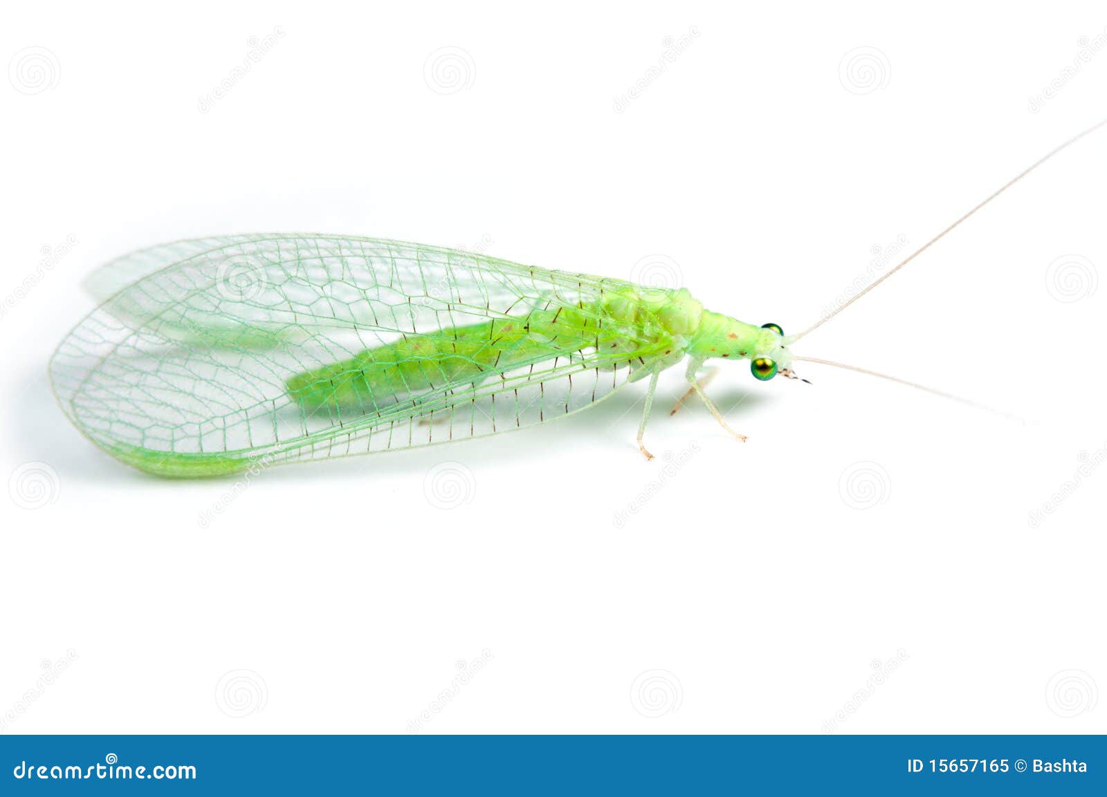 Pequeño jején verde imagen de archivo. Imagen de mosquito - 15657165