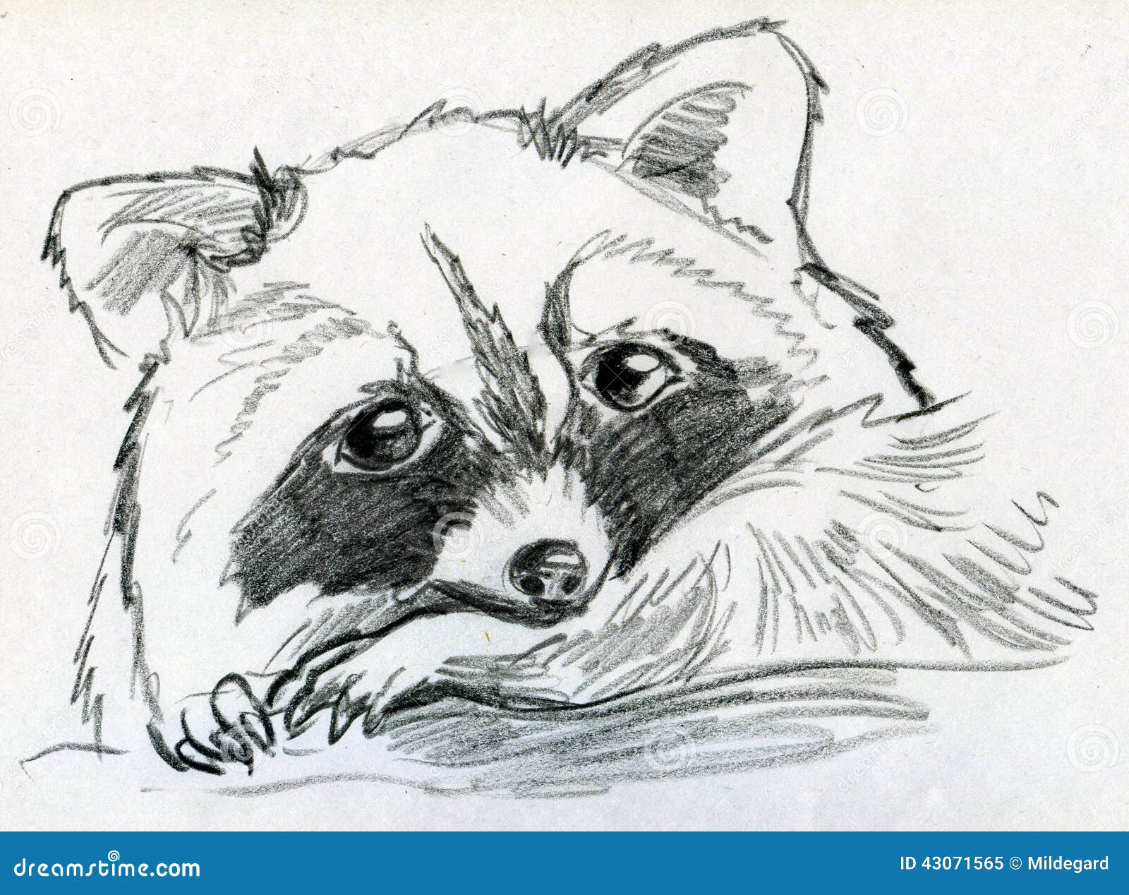 Pequeño mapache triste stock de ilustración. Ilustración de poco - 43071565