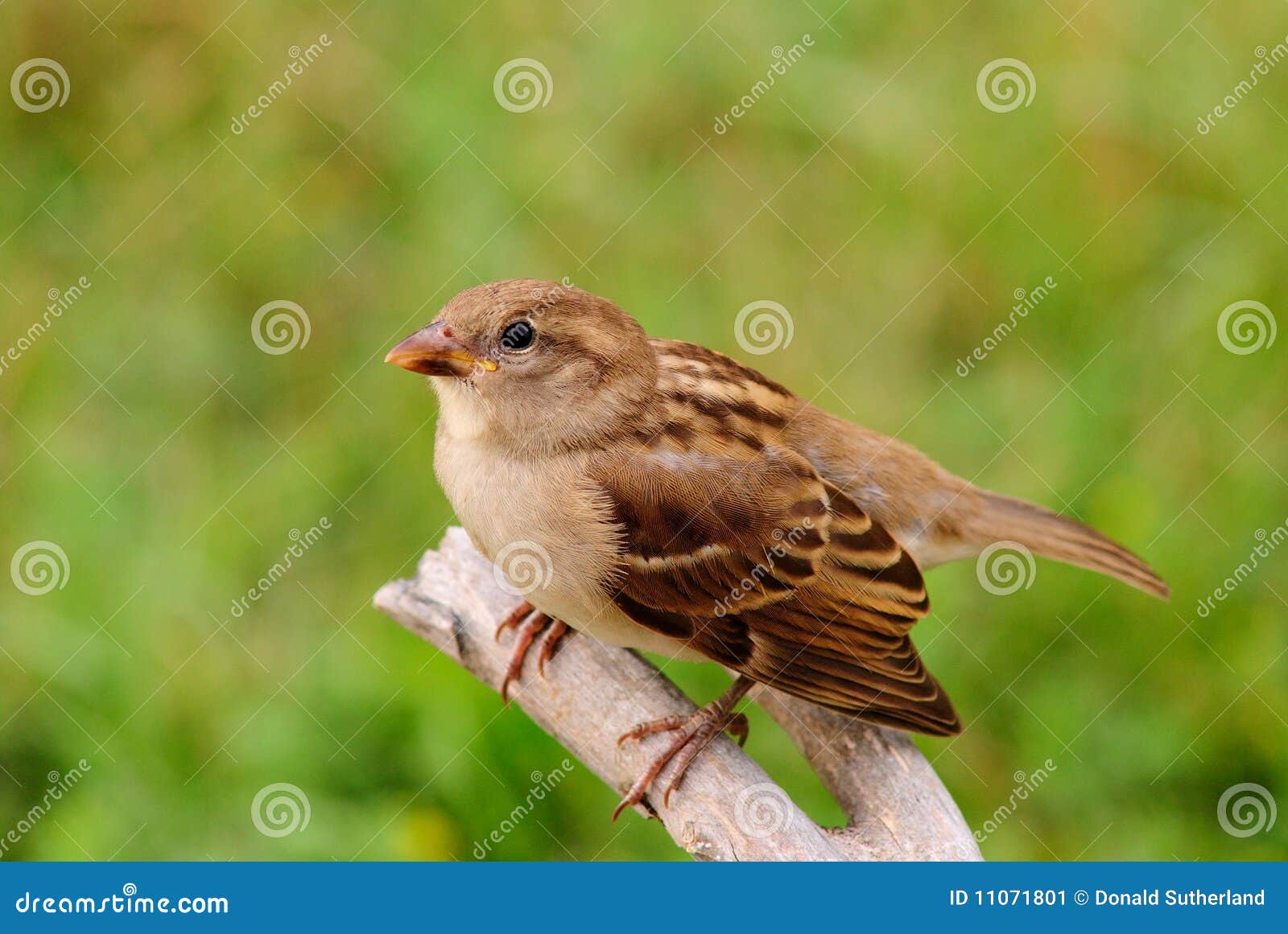 Pequeño pájaro marrón imagen de archivo. Imagen de pluma - 11071801