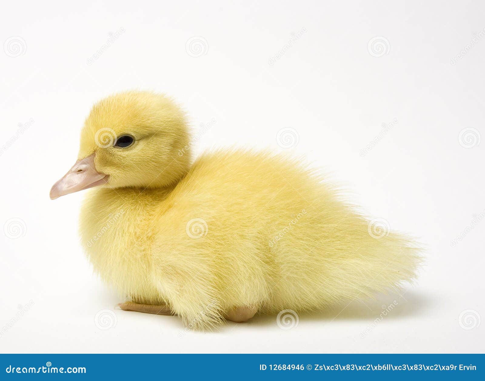 Pequeño pato foto de archivo. Imagen de poultry, pato - 12684946