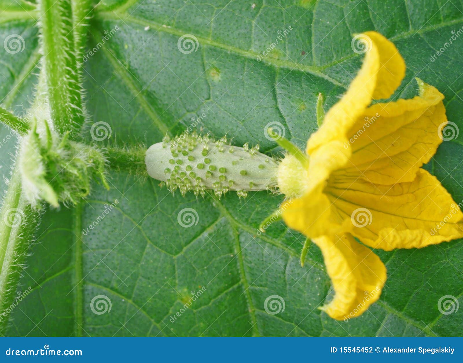 Pequeño pepino con la flor foto de archivo. Imagen de flor - 15545452