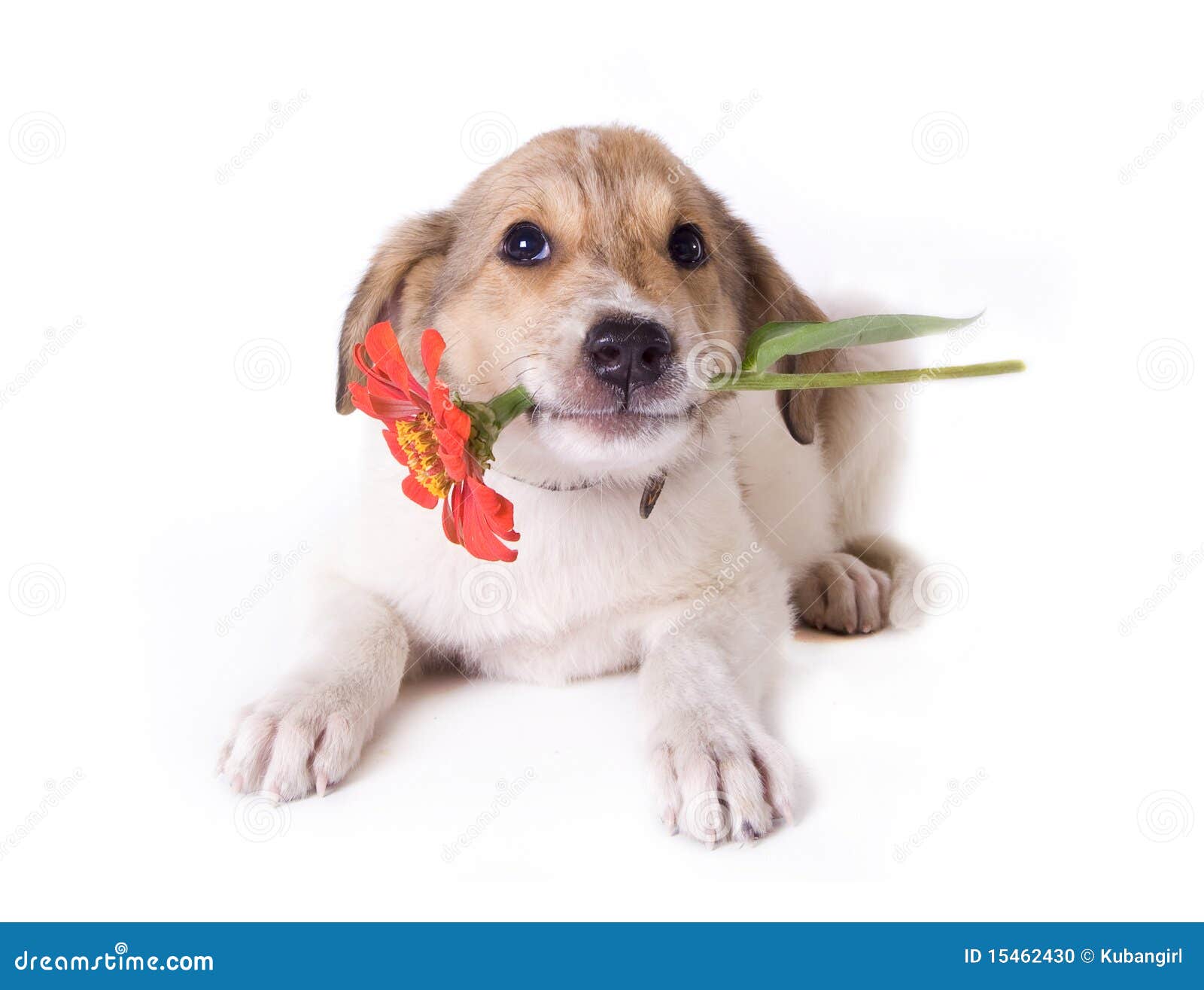 Pequeño perrito foto de archivo. Imagen de pelo, amigacho - 15462430