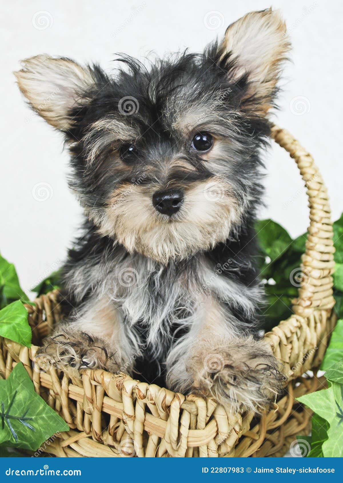 Pequeño Perrito Dulce De Yorkie Imagen de archivo - Imagen de borroso ...