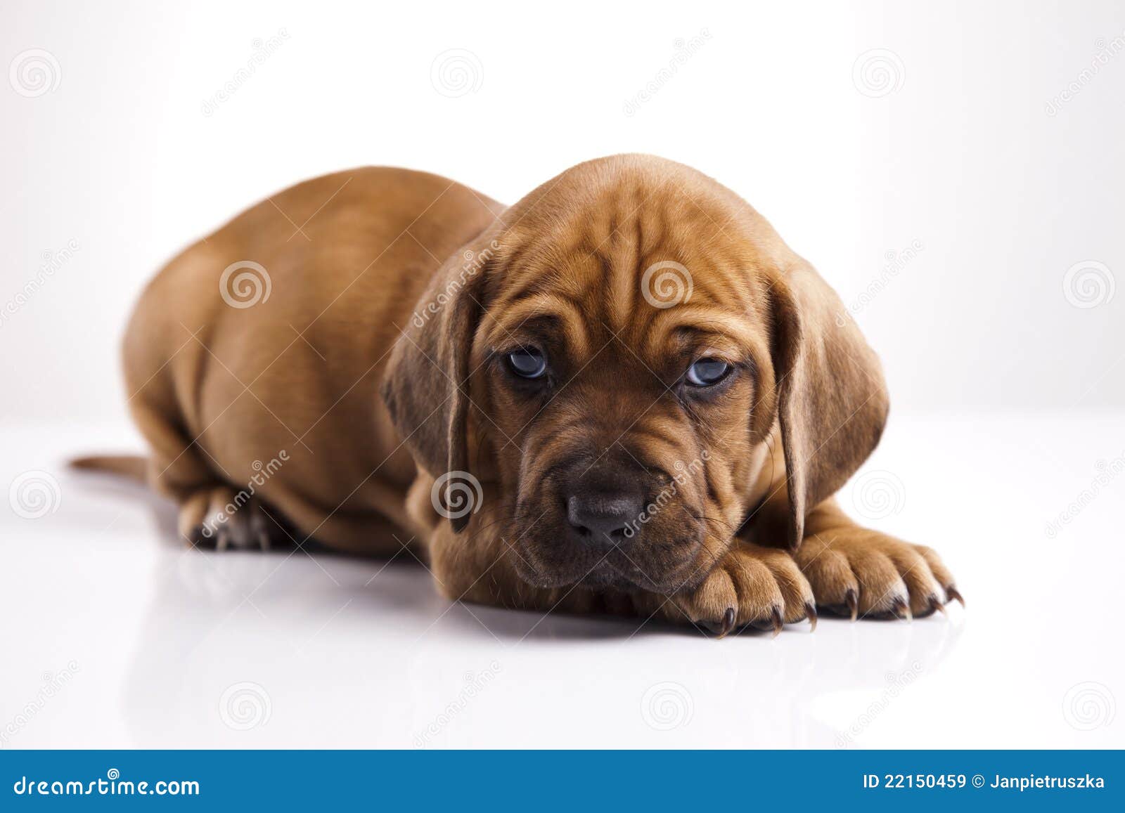 Pequeño perrito lindo imagen de archivo. Imagen de perezoso - 22150459