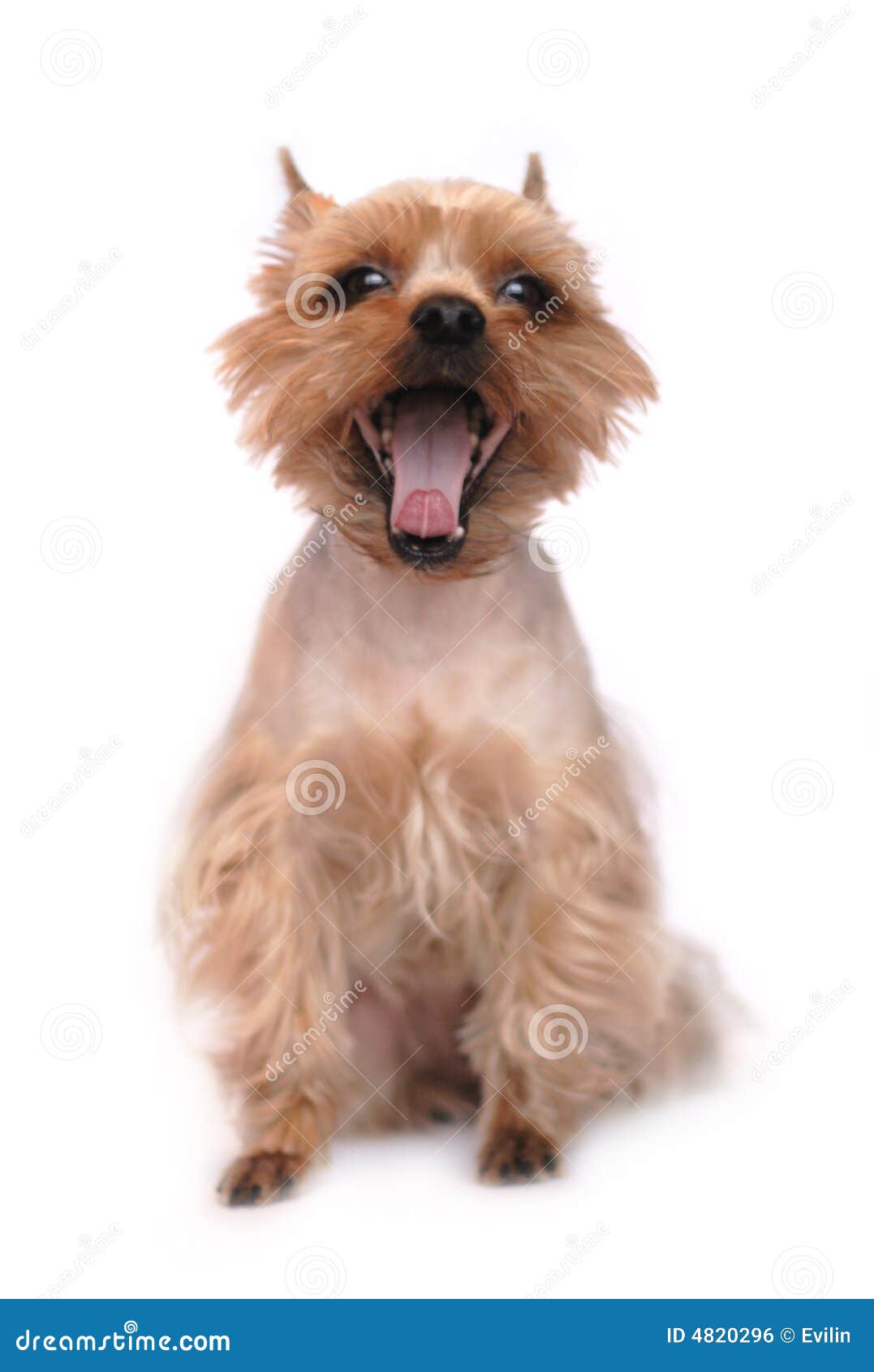 Pequeño perro de bostezo foto de archivo. Imagen de encantador - 4820296