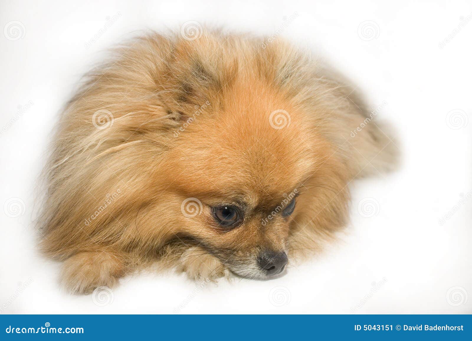 Pequeño Perro Marrón Que Pone En Suelo Imagen de archivo - Imagen de ...