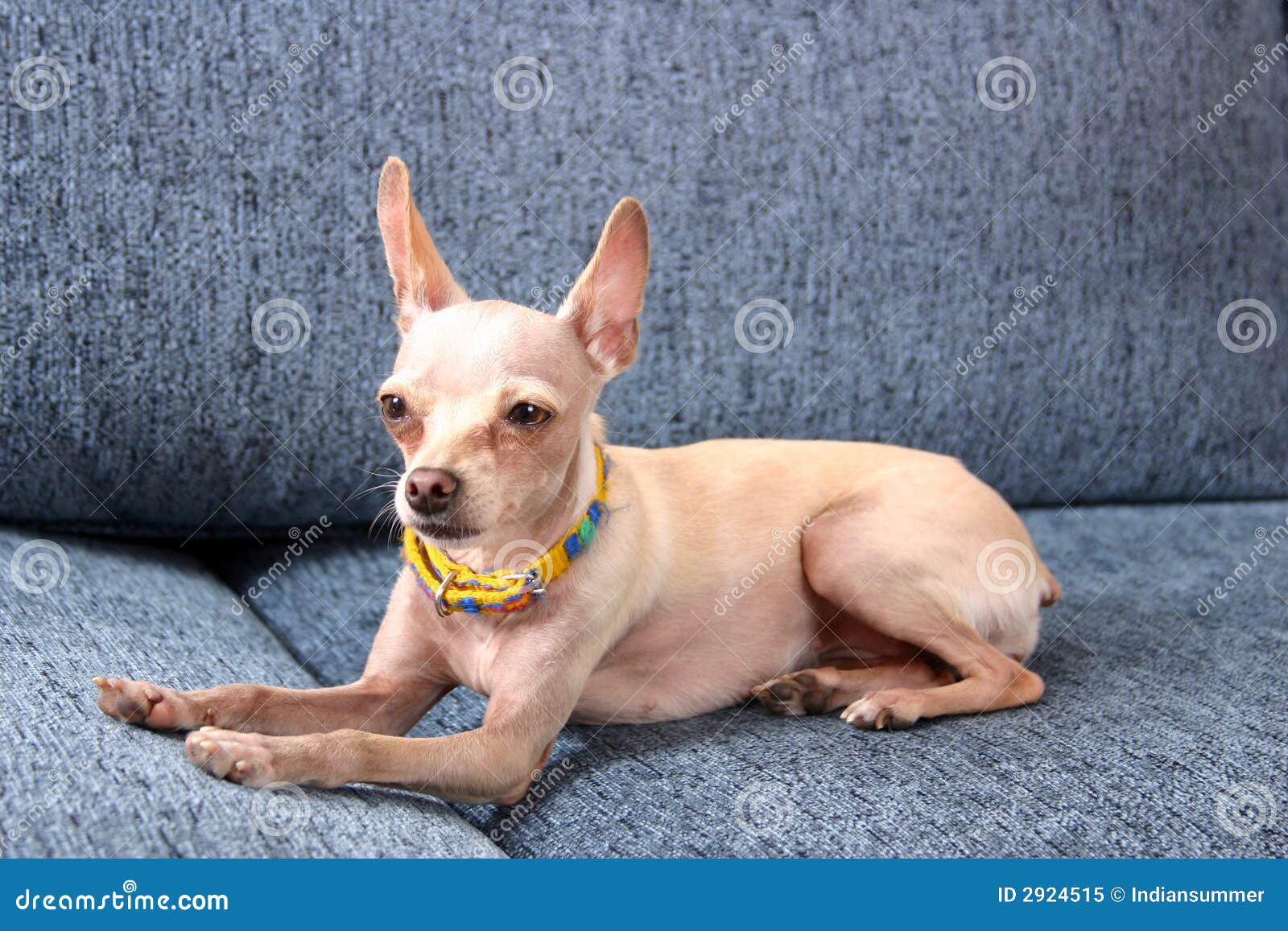 Pequeño pincher blanco imagen de archivo. Imagen de perro - 2924515