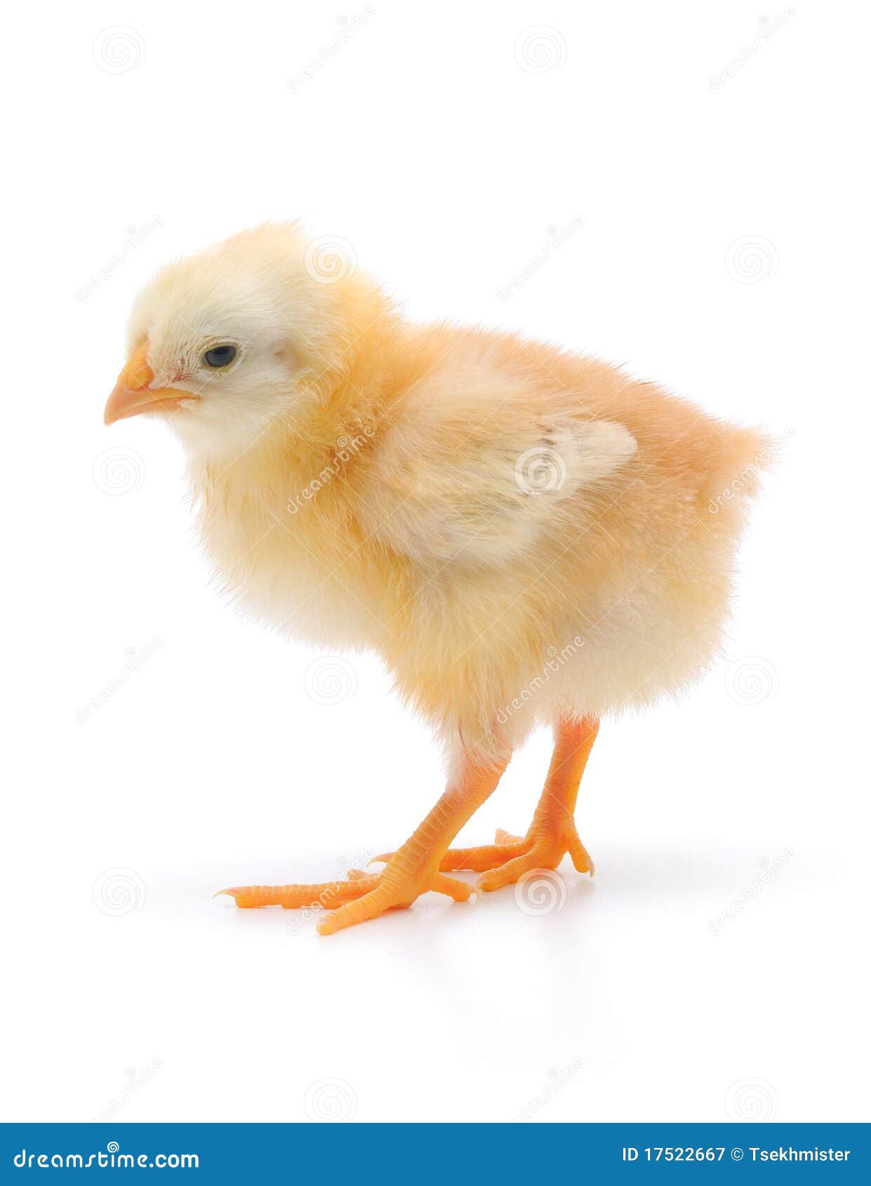 Pequeño pollo imagen de archivo. Imagen de mullido, mascotas - 17522667