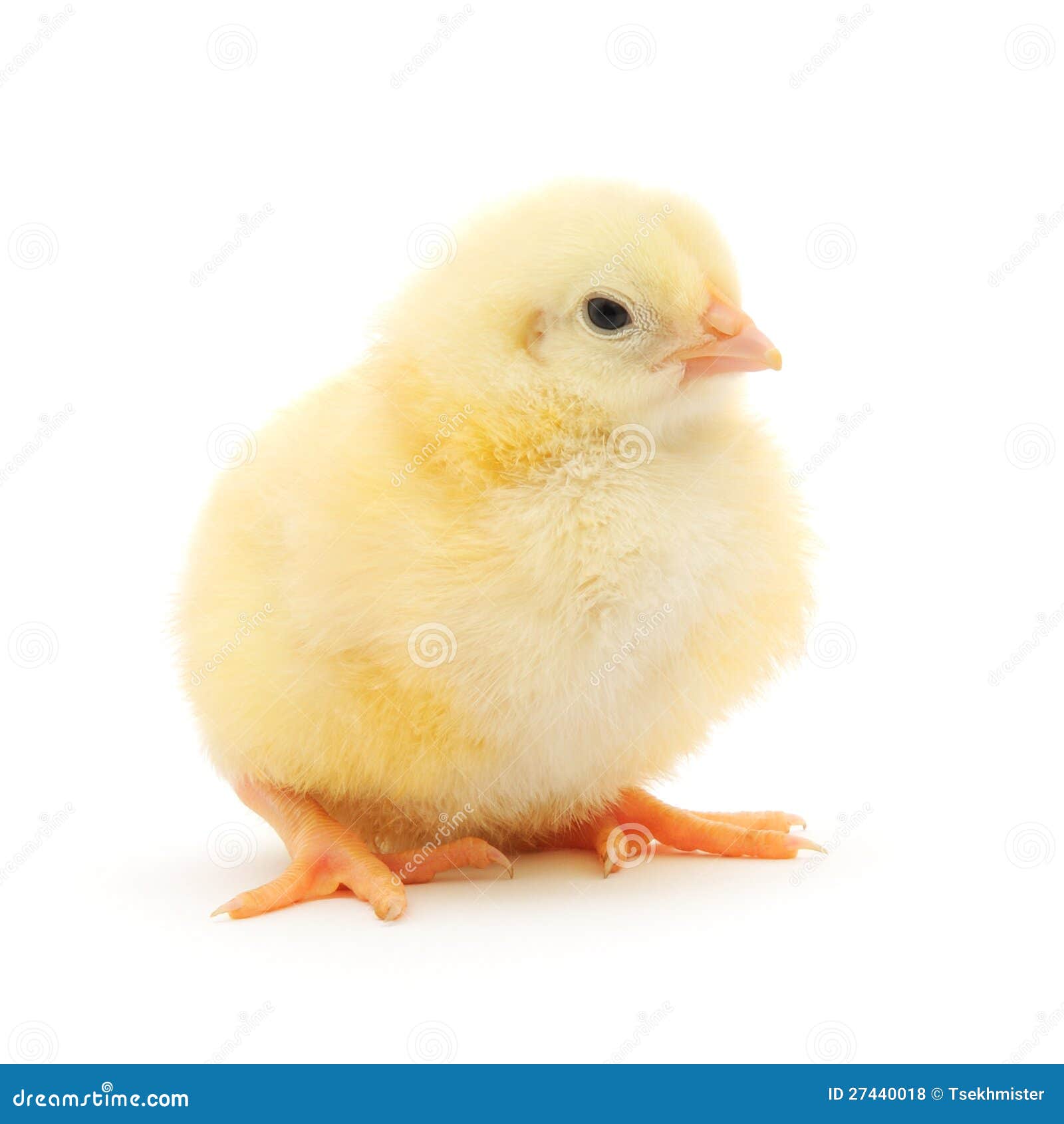 Pequeño pollo foto de archivo. Imagen de vida, blanco - 27440018