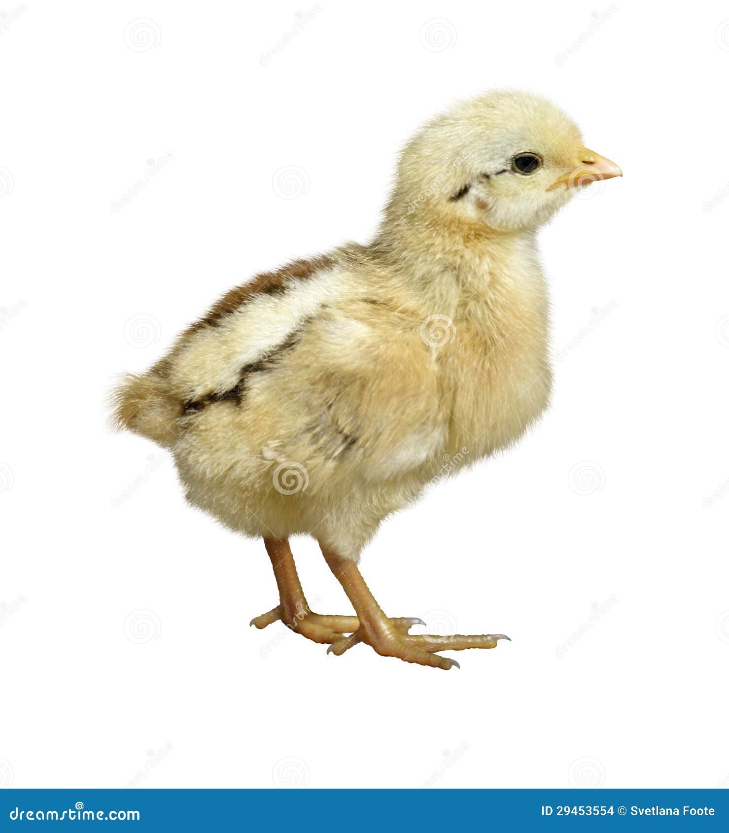 Pequeño pollo foto de archivo. Imagen de amarillo, fauna - 29453554