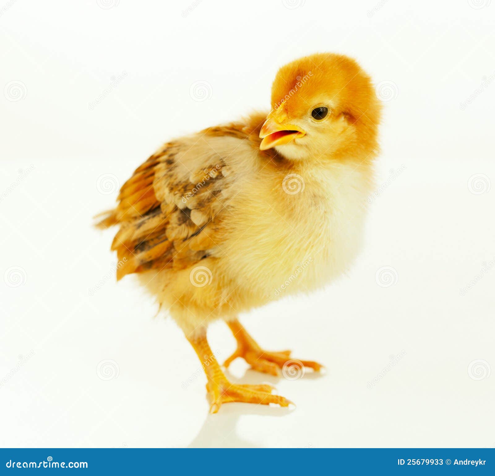 Pequeño pollo del bebé imagen de archivo. Imagen de amarillo - 25679933