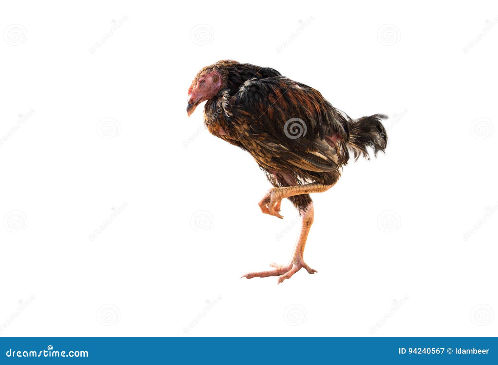 Pequeño pollo enfermo imagen de archivo. Imagen de animal - 94240567