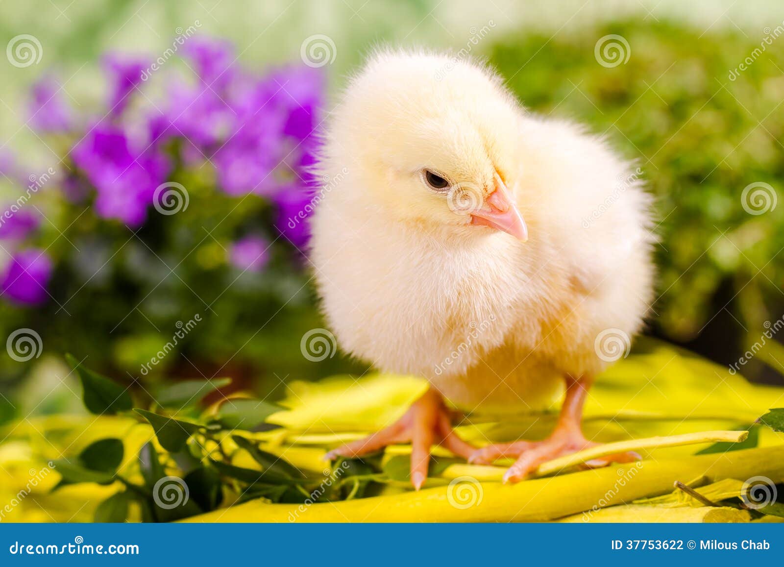 Pequeño pollo hermoso foto de archivo. Imagen de verde - 37753622