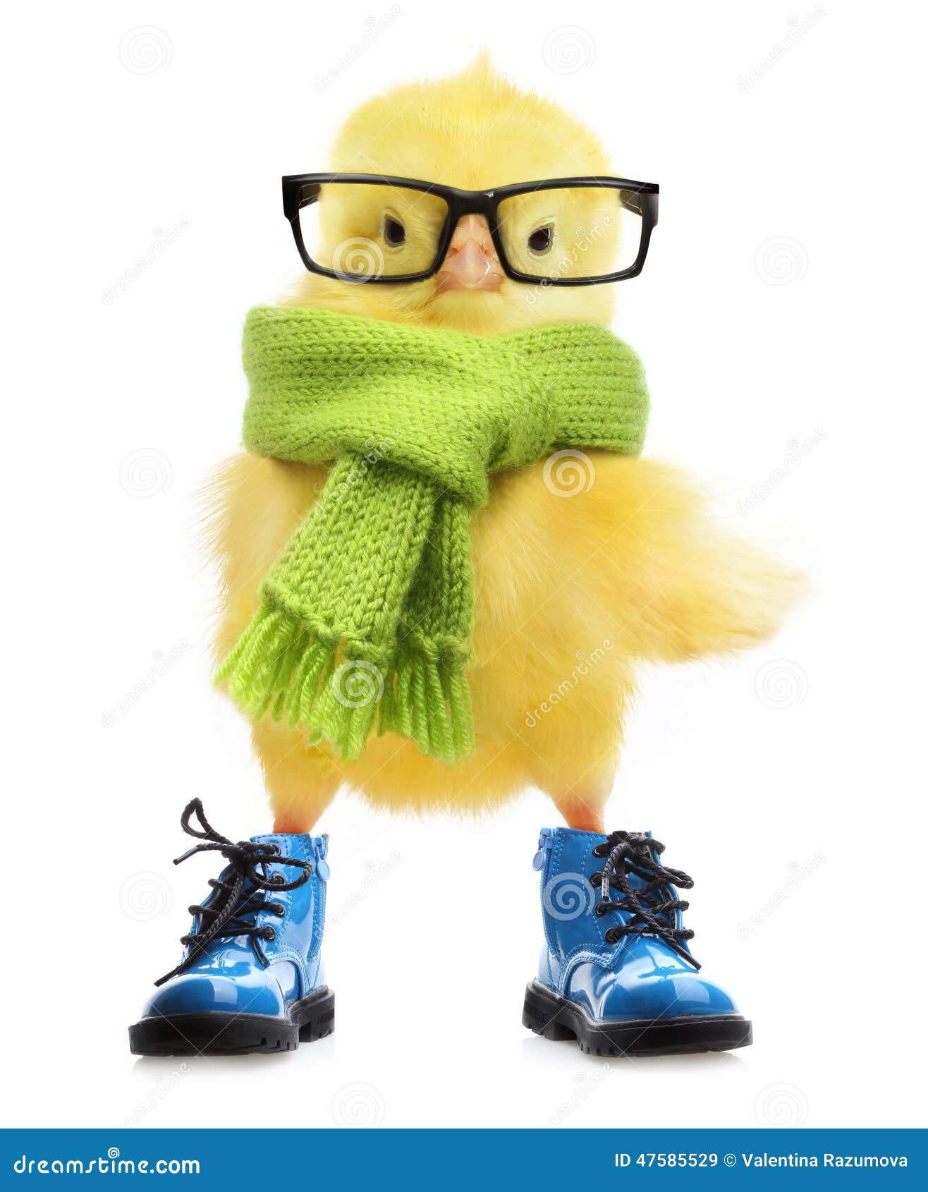 Pequeño Pollo Lindo Aislado Imagen de archivo - Imagen de pascua ...