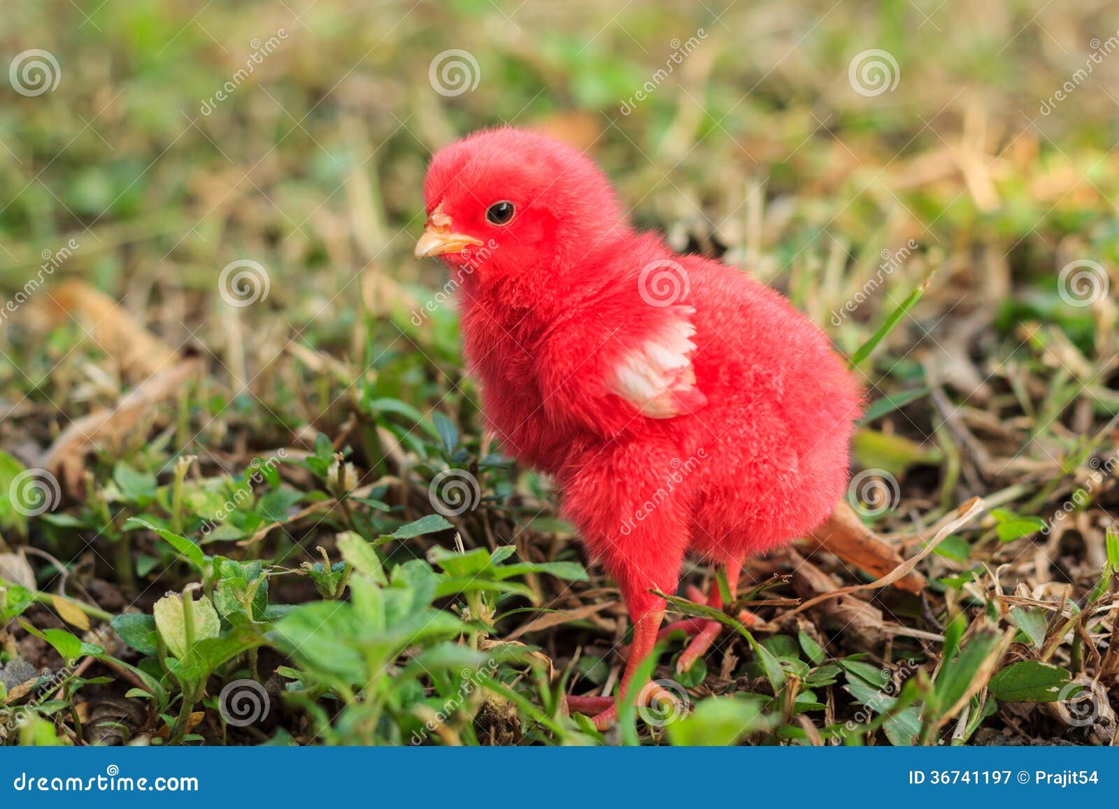 Pequeño pollo rojo imagen de archivo. Imagen de polluelo - 36741197