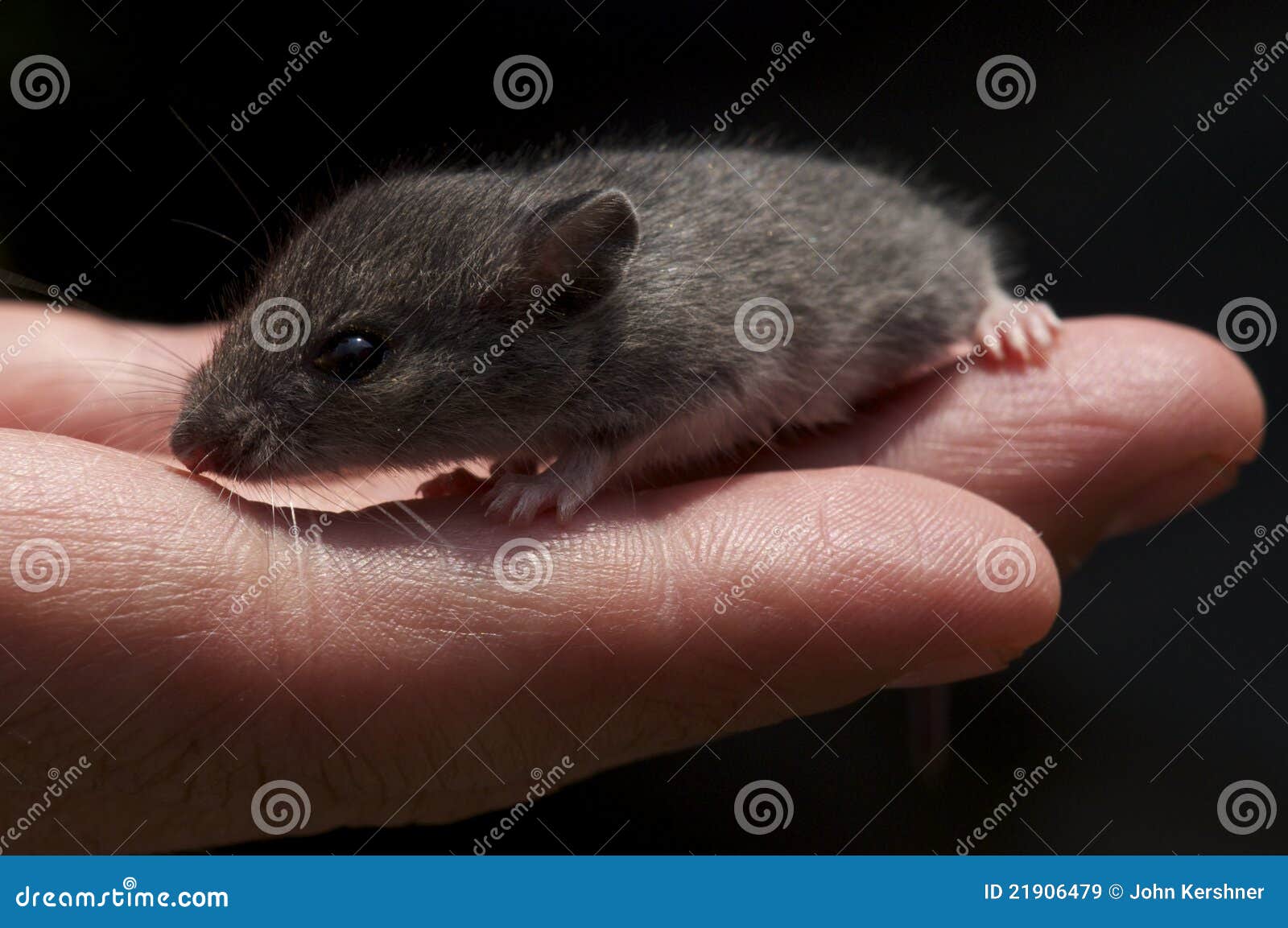 Pequeño ratón imagen de archivo. Imagen de gris, piel - 21906479