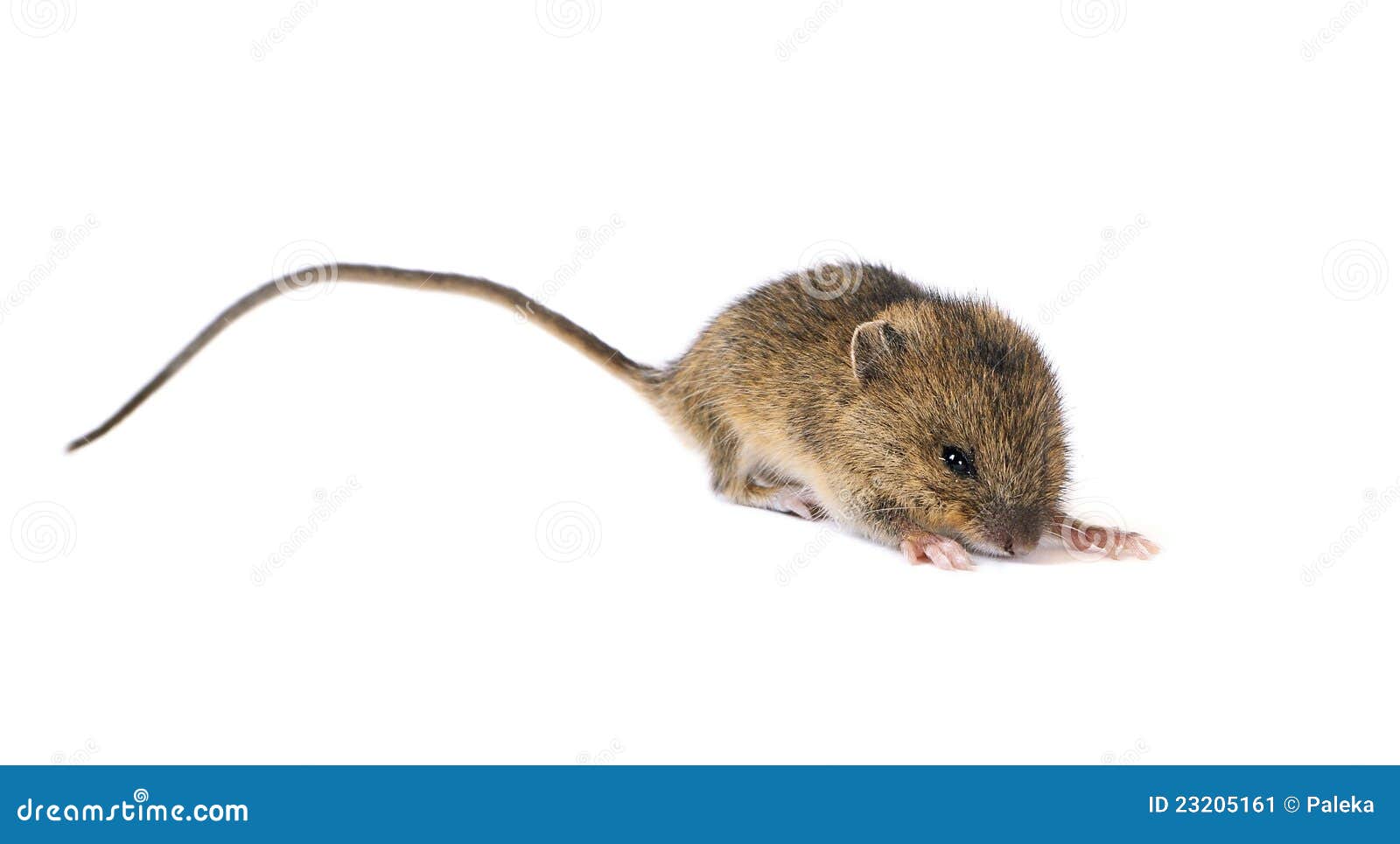 Pequeño ratón imagen de archivo. Imagen de animal, bebé - 23205161