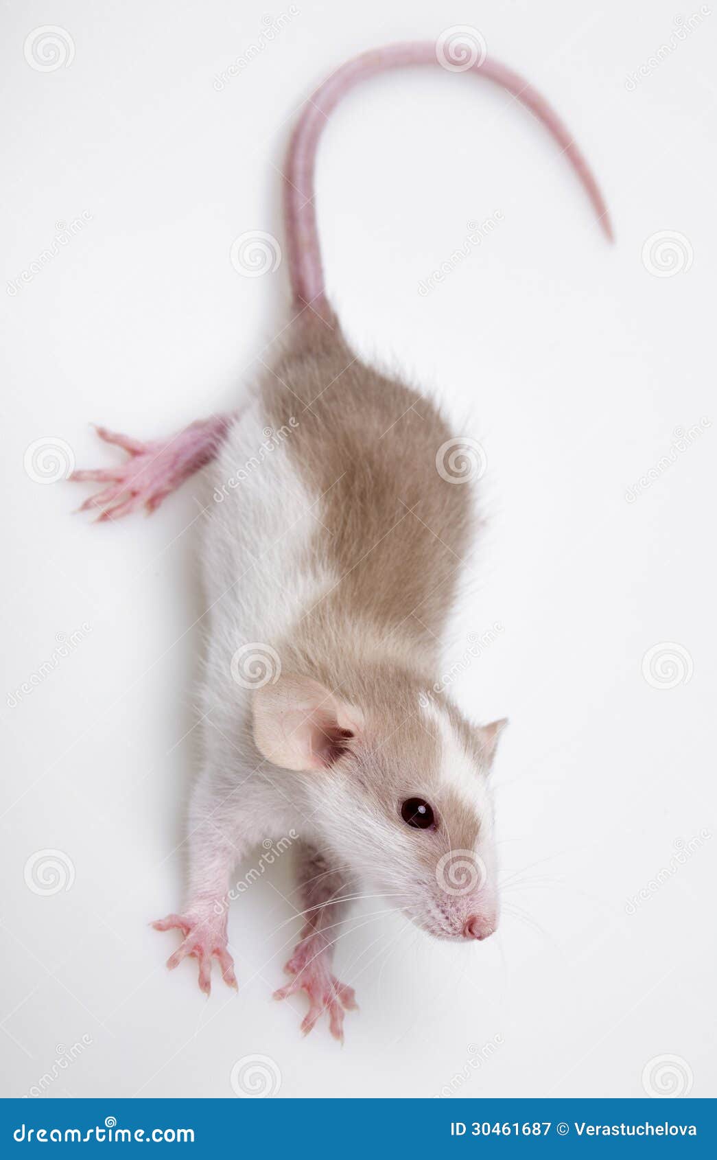 Pequeño ratón imagen de archivo. Imagen de control, roedor - 30461687