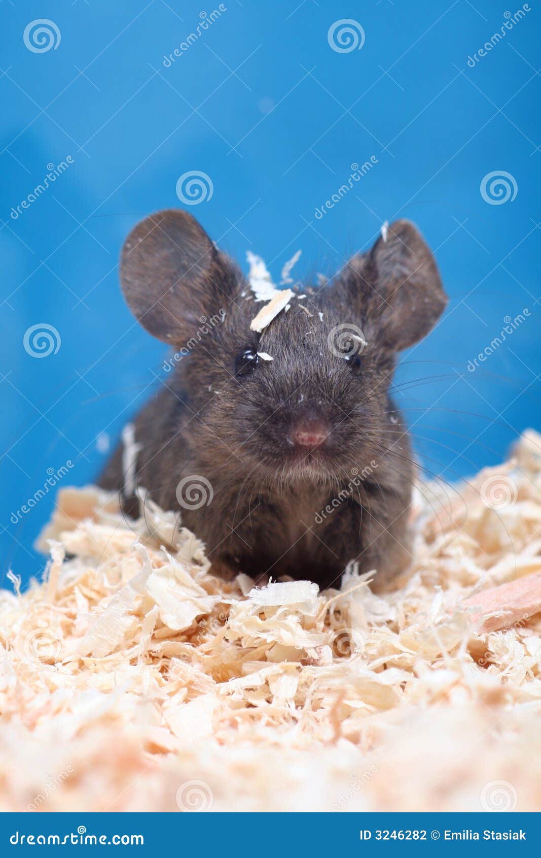 Pequeño ratón foto de archivo. Imagen de madera, lindo - 3246282