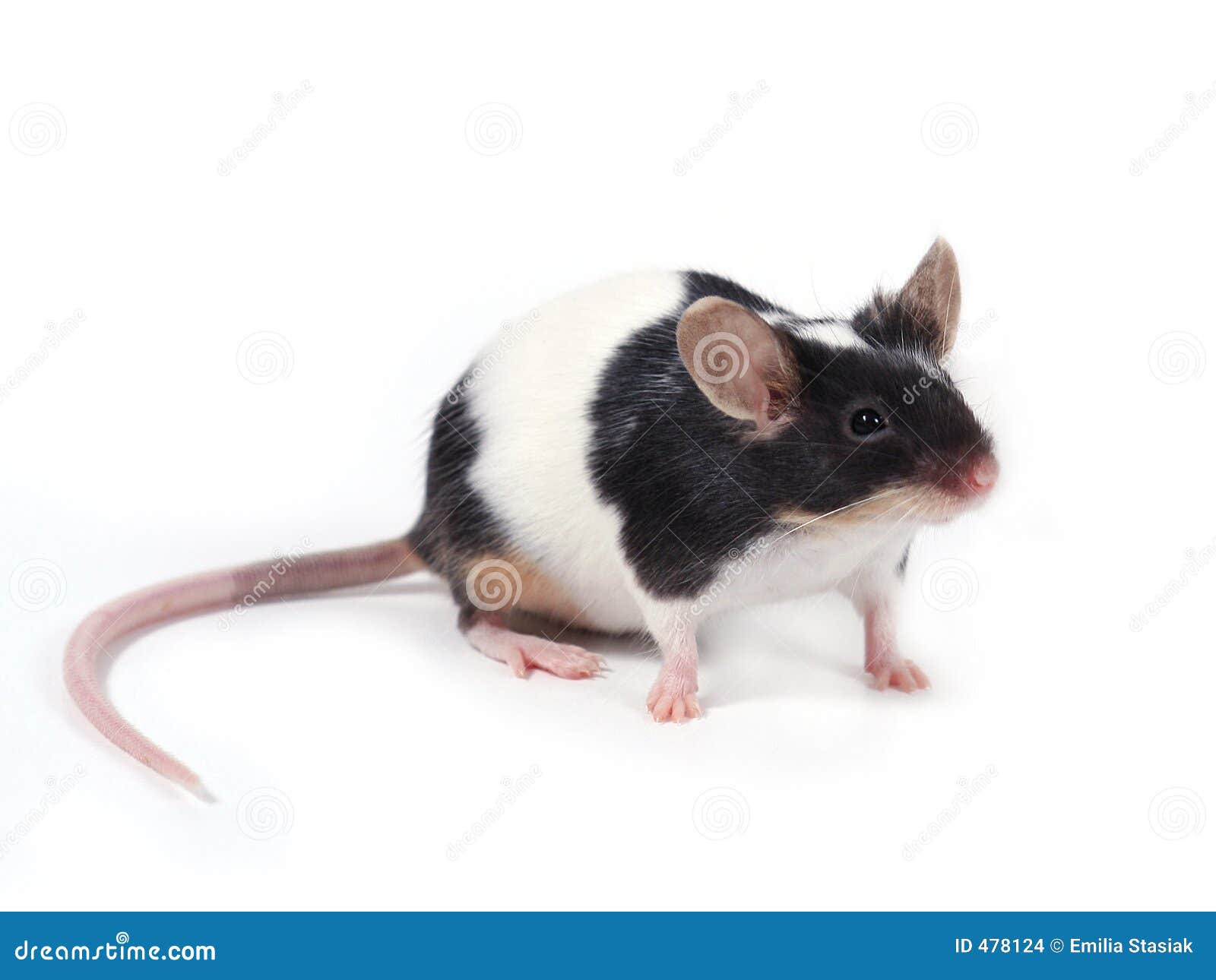 Pequeño ratón foto de archivo. Imagen de cola, curioso - 478124