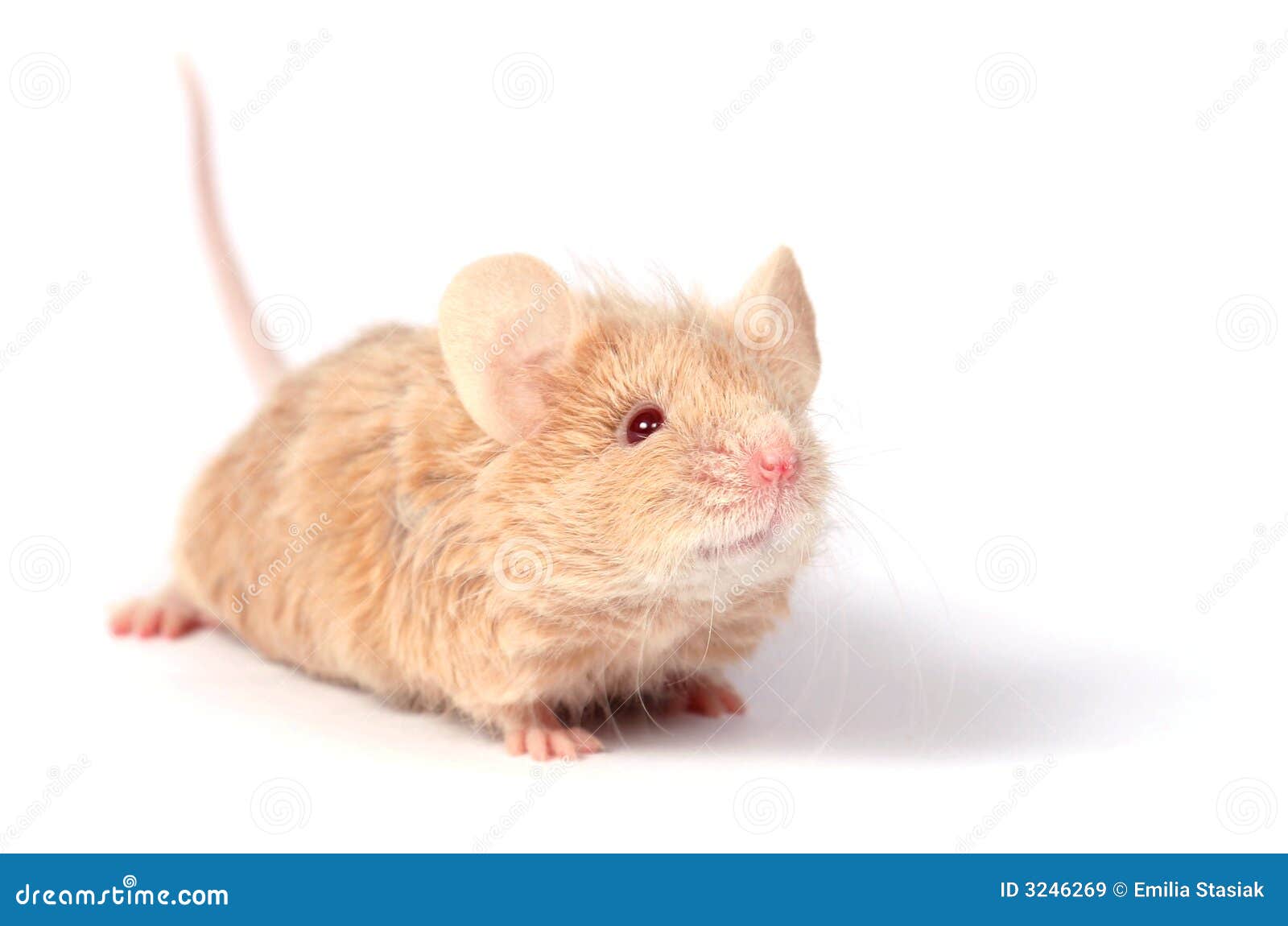 Pequeño ratón lindo imagen de archivo. Imagen de bichos - 3246269