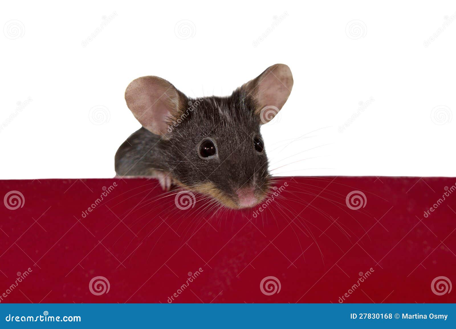 Pequeño ratón marrón foto de archivo. Imagen de estudio - 27830168