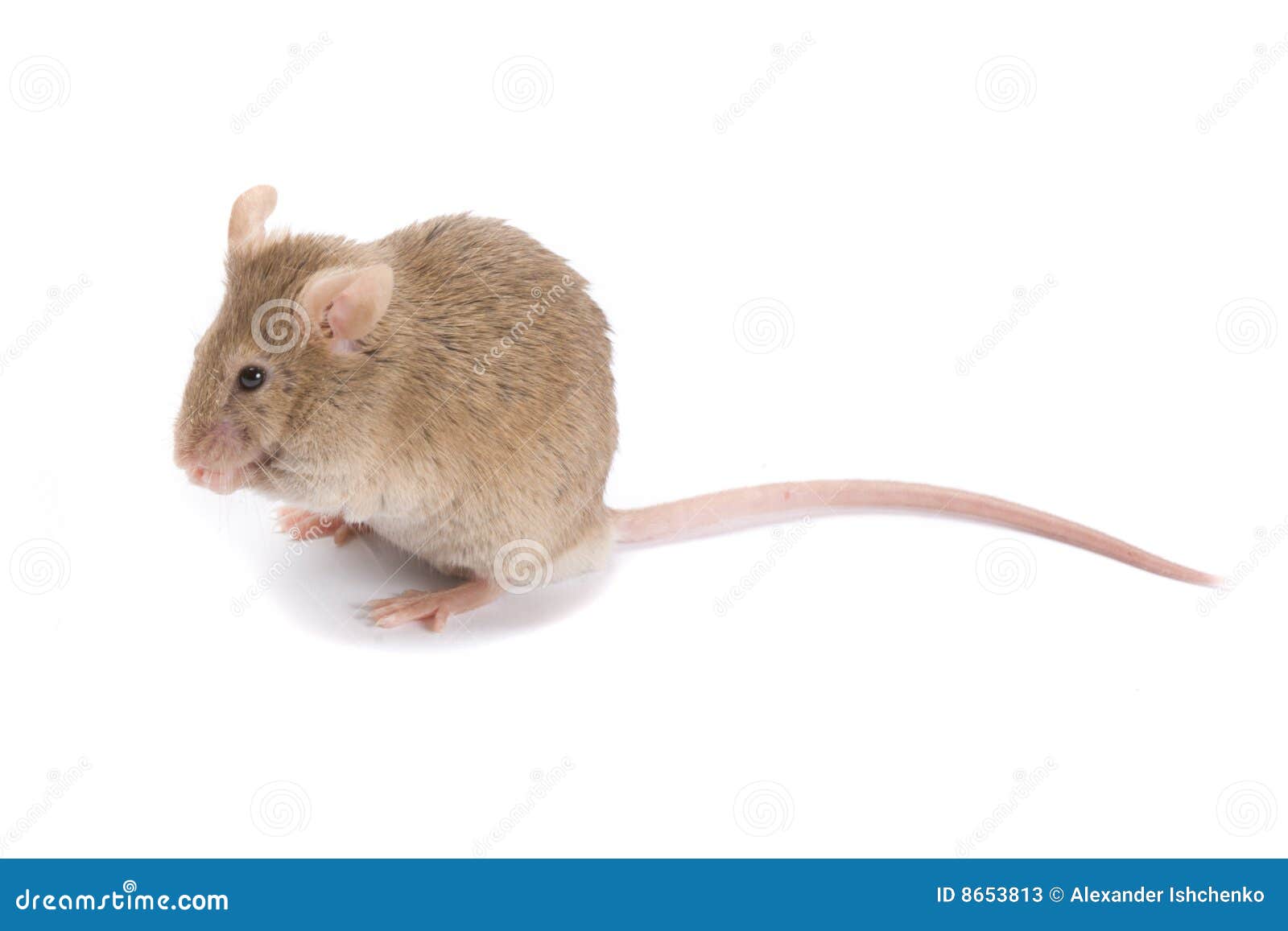Pequeño ratón marrón. imagen de archivo. Imagen de perfumado - 8653813