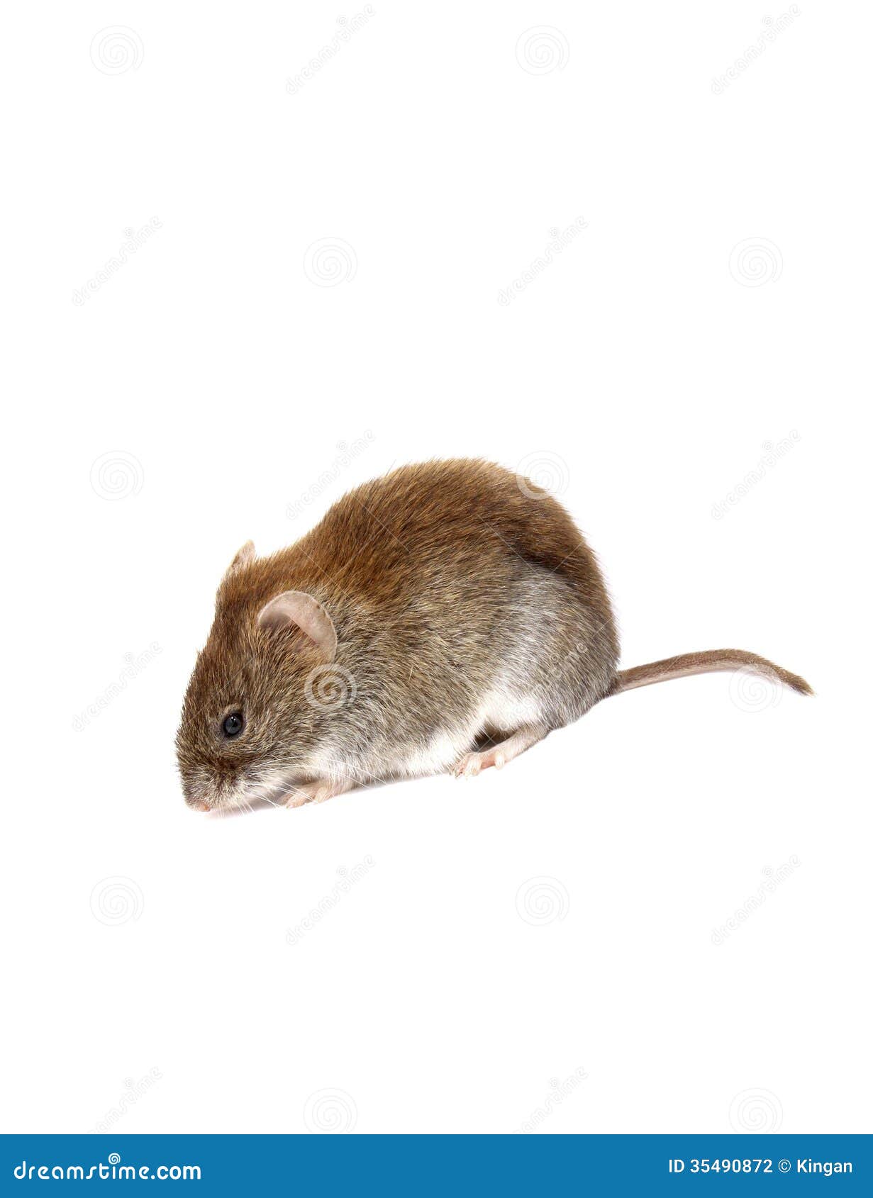 Pequeño Ratón Marrón Aislado Foto de archivo - Imagen de animal, lindo ...