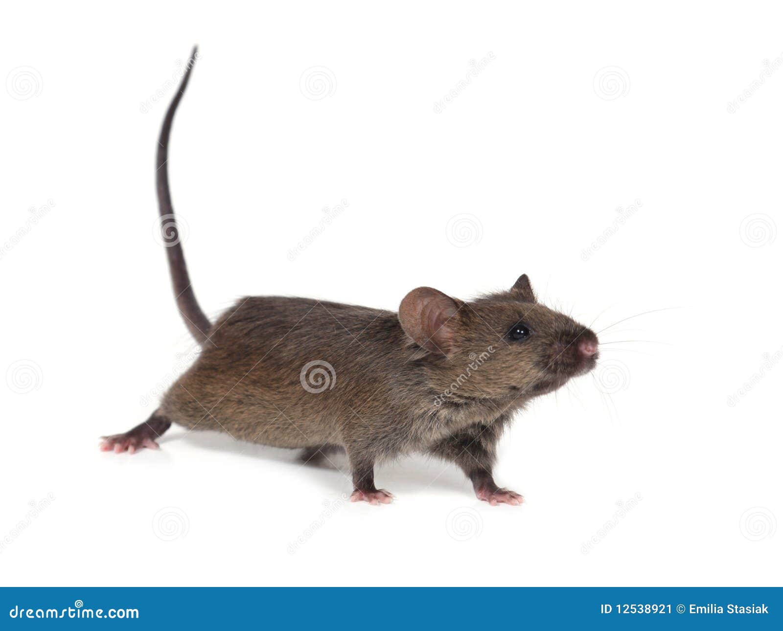 Pequeño ratón salvaje imagen de archivo. Imagen de mirada - 12538921