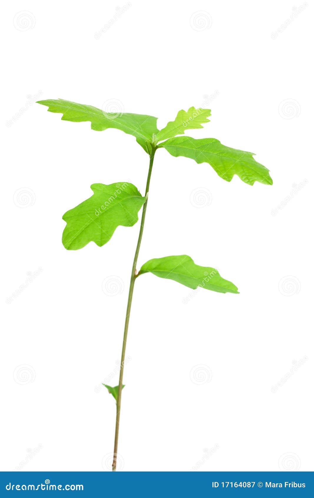 Pequeño roble imagen de archivo. Imagen de tronco, crecimiento - 17164087