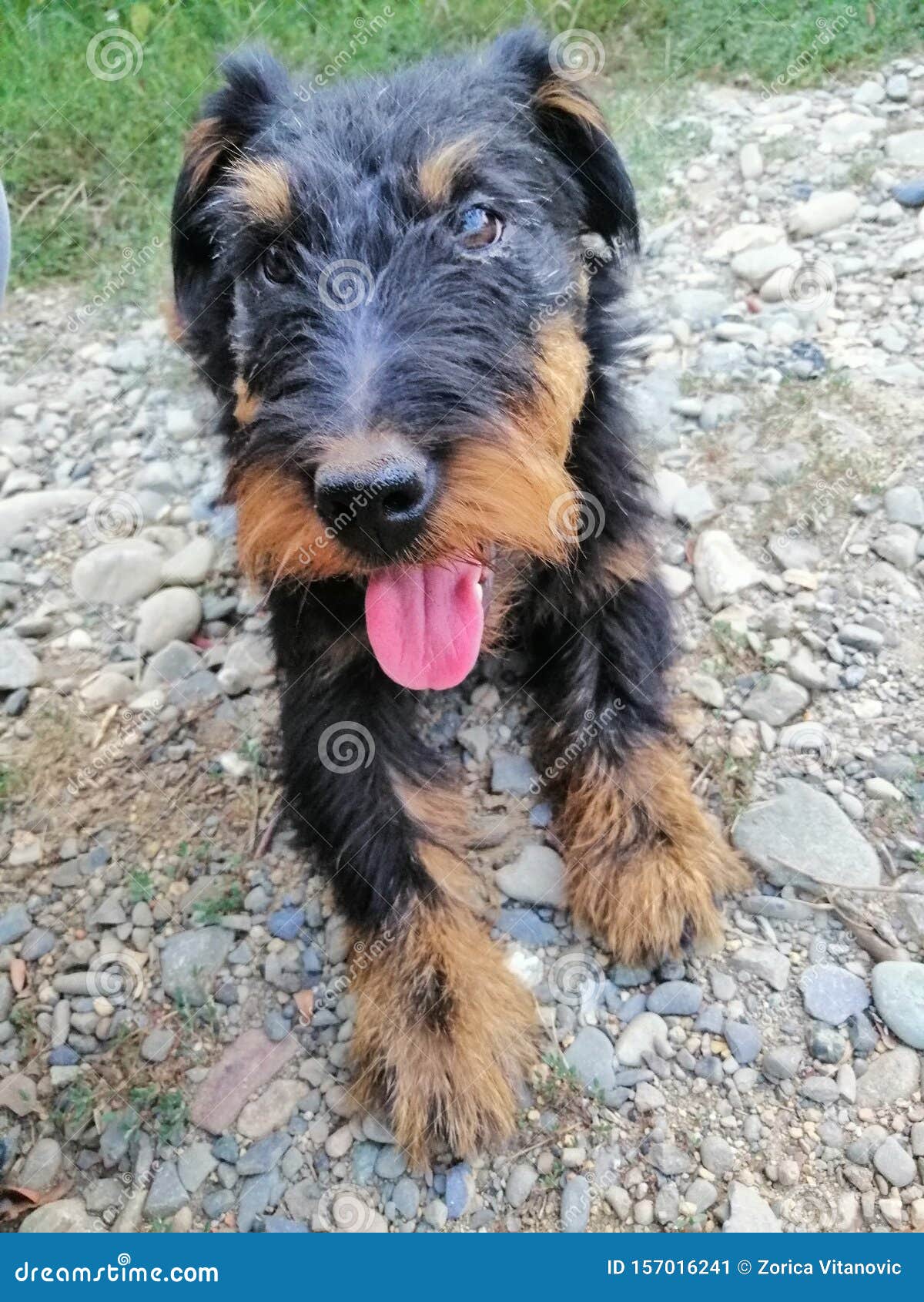 PequeÃ±o Y Lindo Perro Aterrador Imagen de archivo - Imagen de poco ...