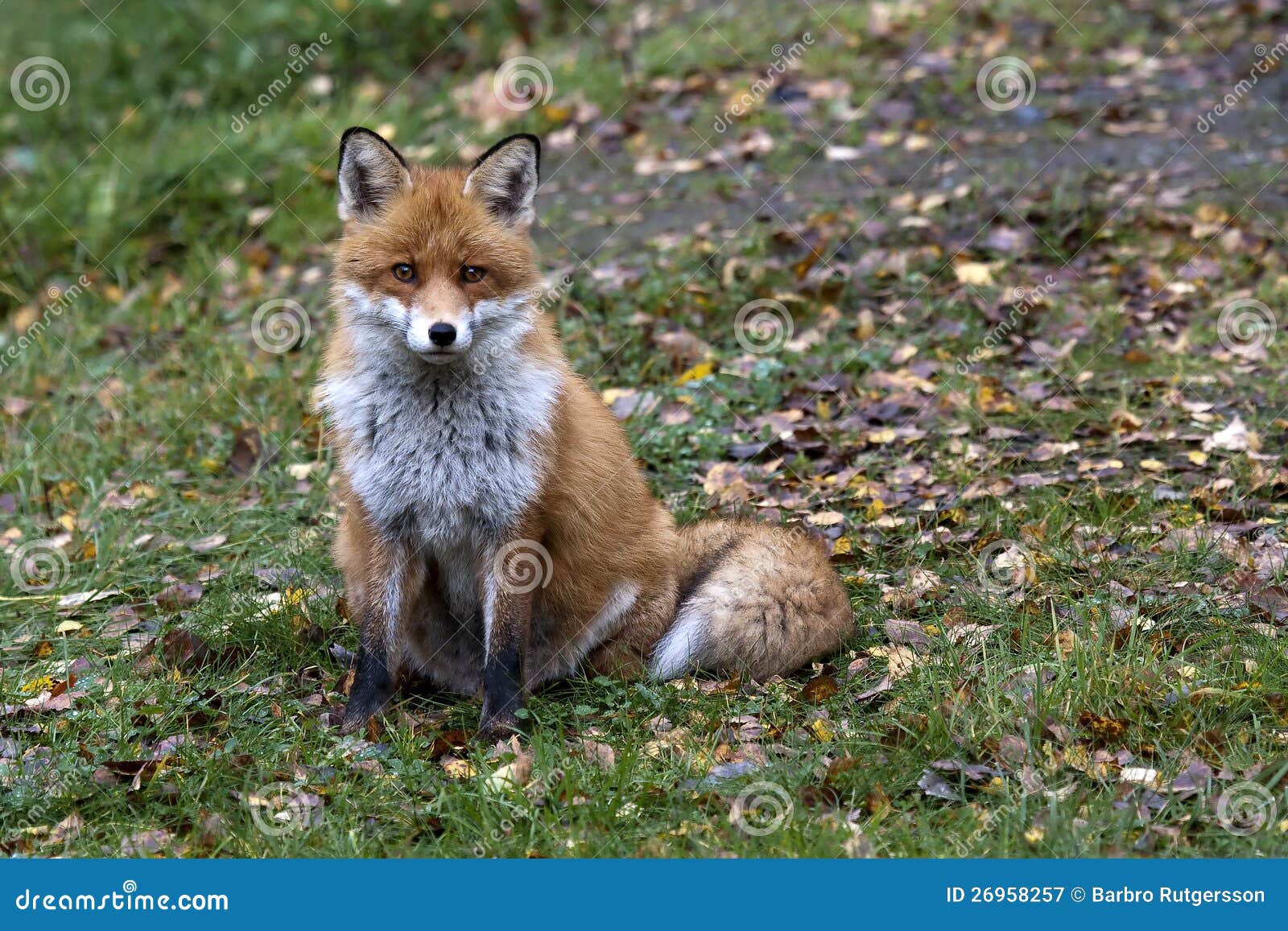 Pequeño zorro lindo imagen de archivo. Imagen de salvaje - 26958257