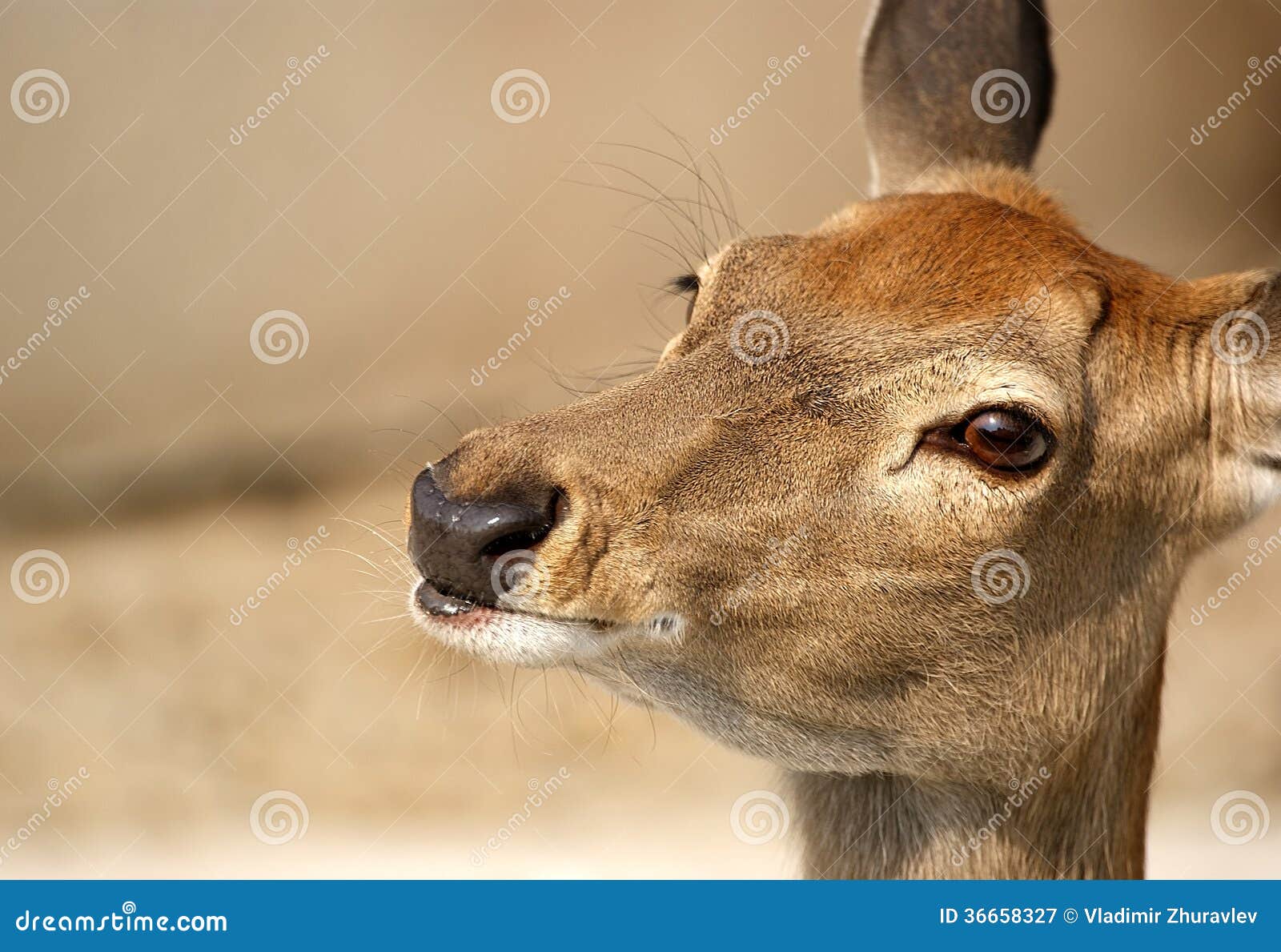 Pequeños ciervos de Brown imagen de archivo. Imagen de ovejas - 36658327