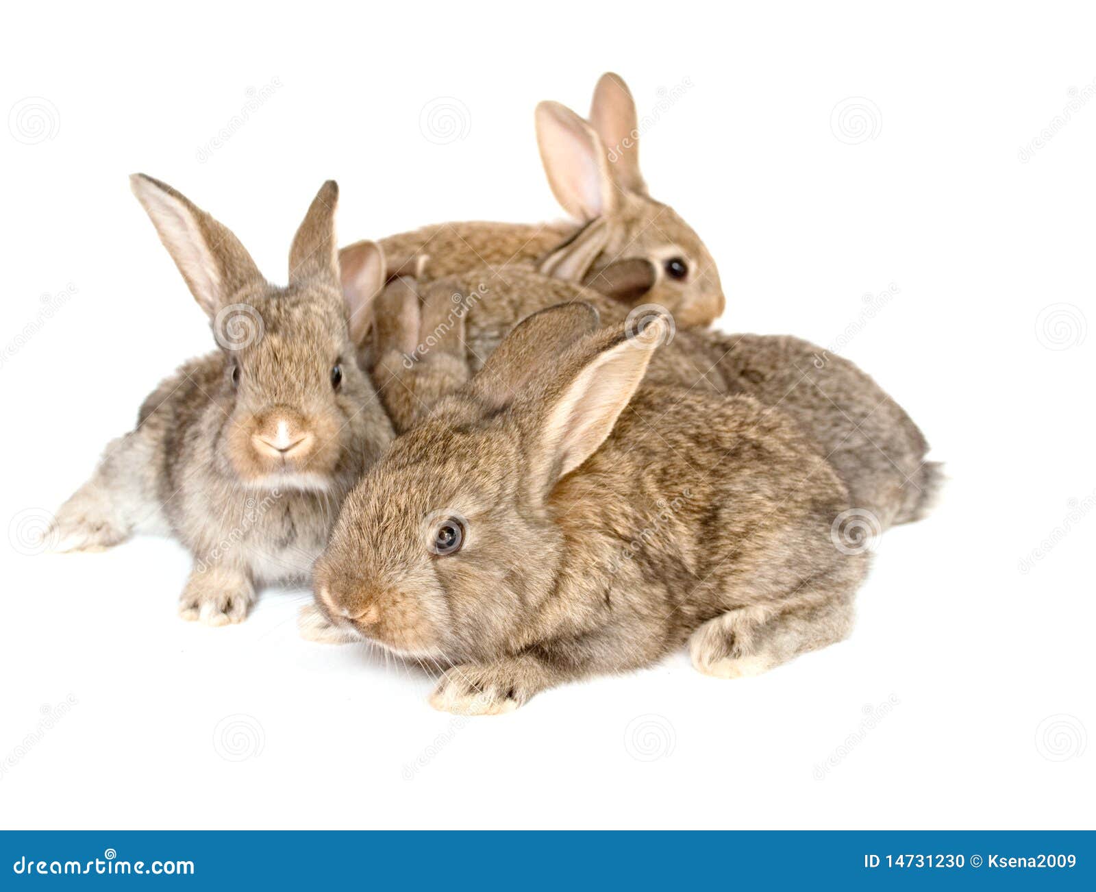 Pequeños conejos grises foto de archivo. Imagen de doméstico - 14731230