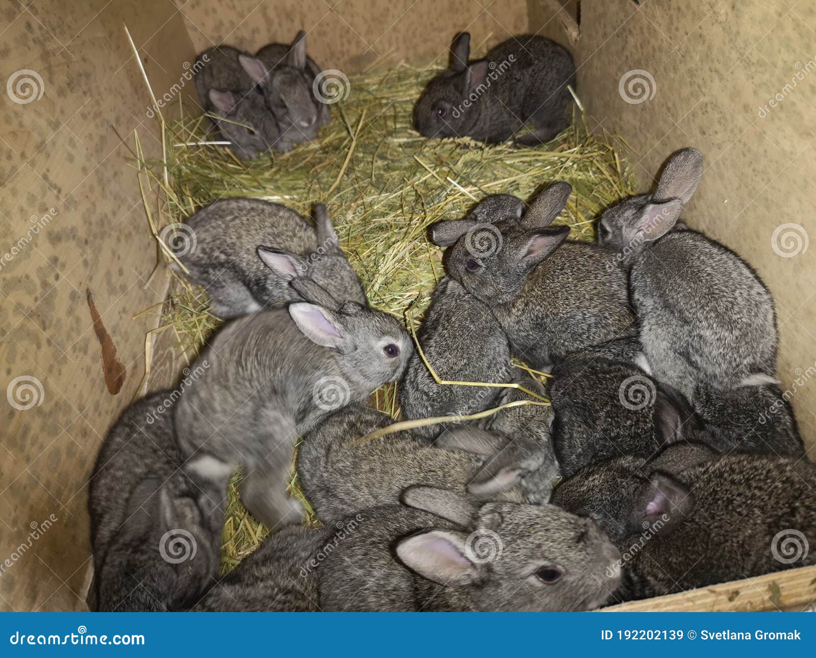 Pequeños Conejos Grises En El Nido. Muchos Conejos Imagen de archivo ...