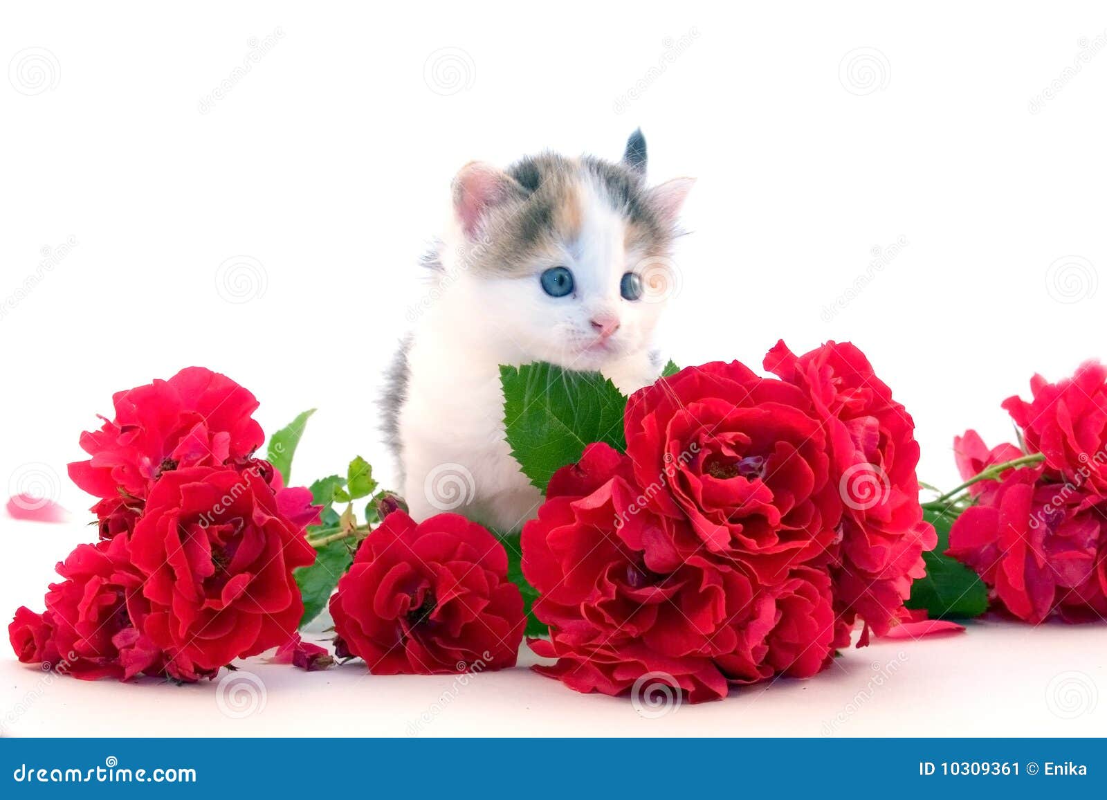 Pequeños gatito y rosas imagen de archivo. Imagen de campo - 10309361