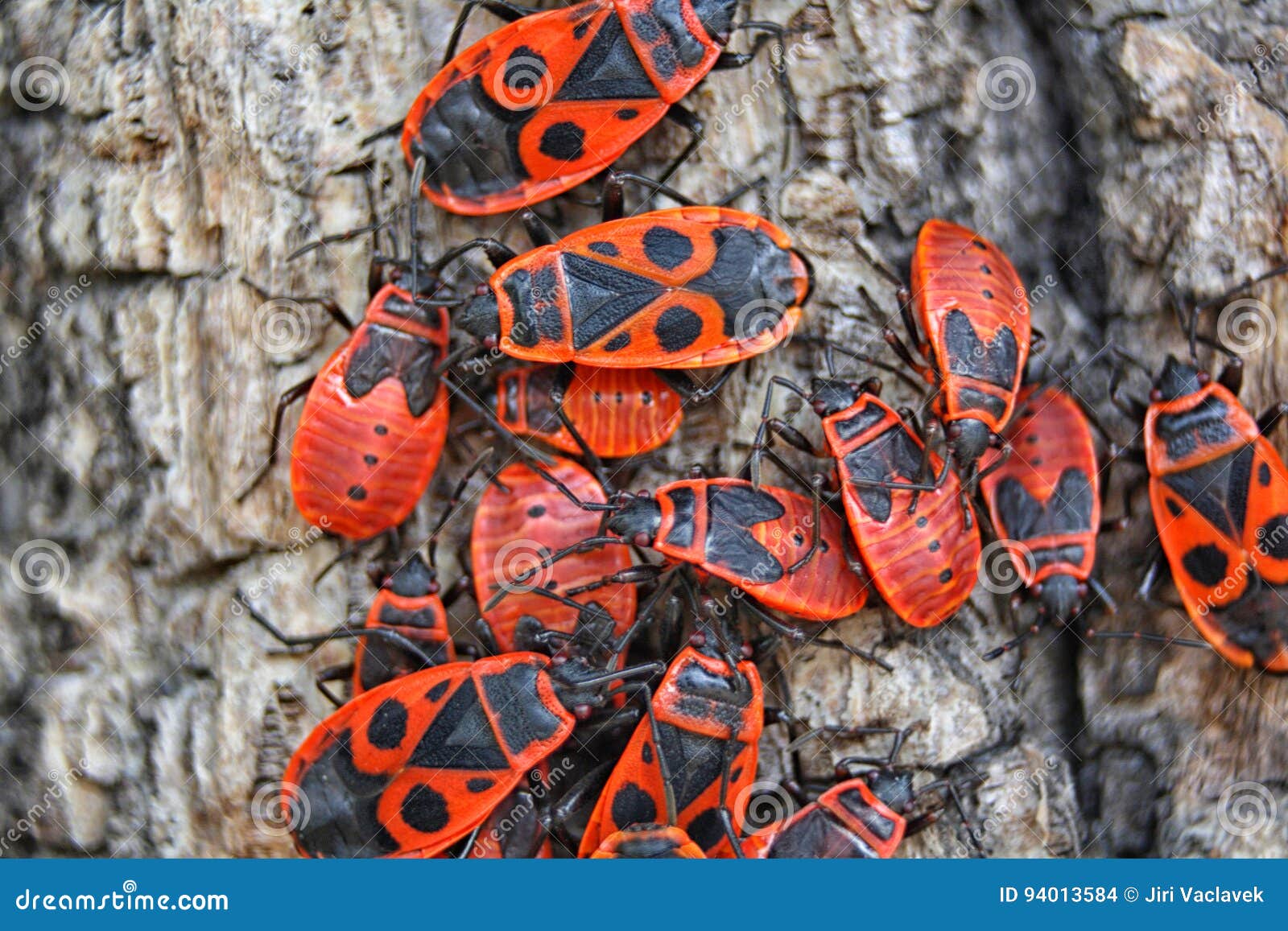 Pequeños insectos rojos foto de archivo. Imagen de excluido - 94013584