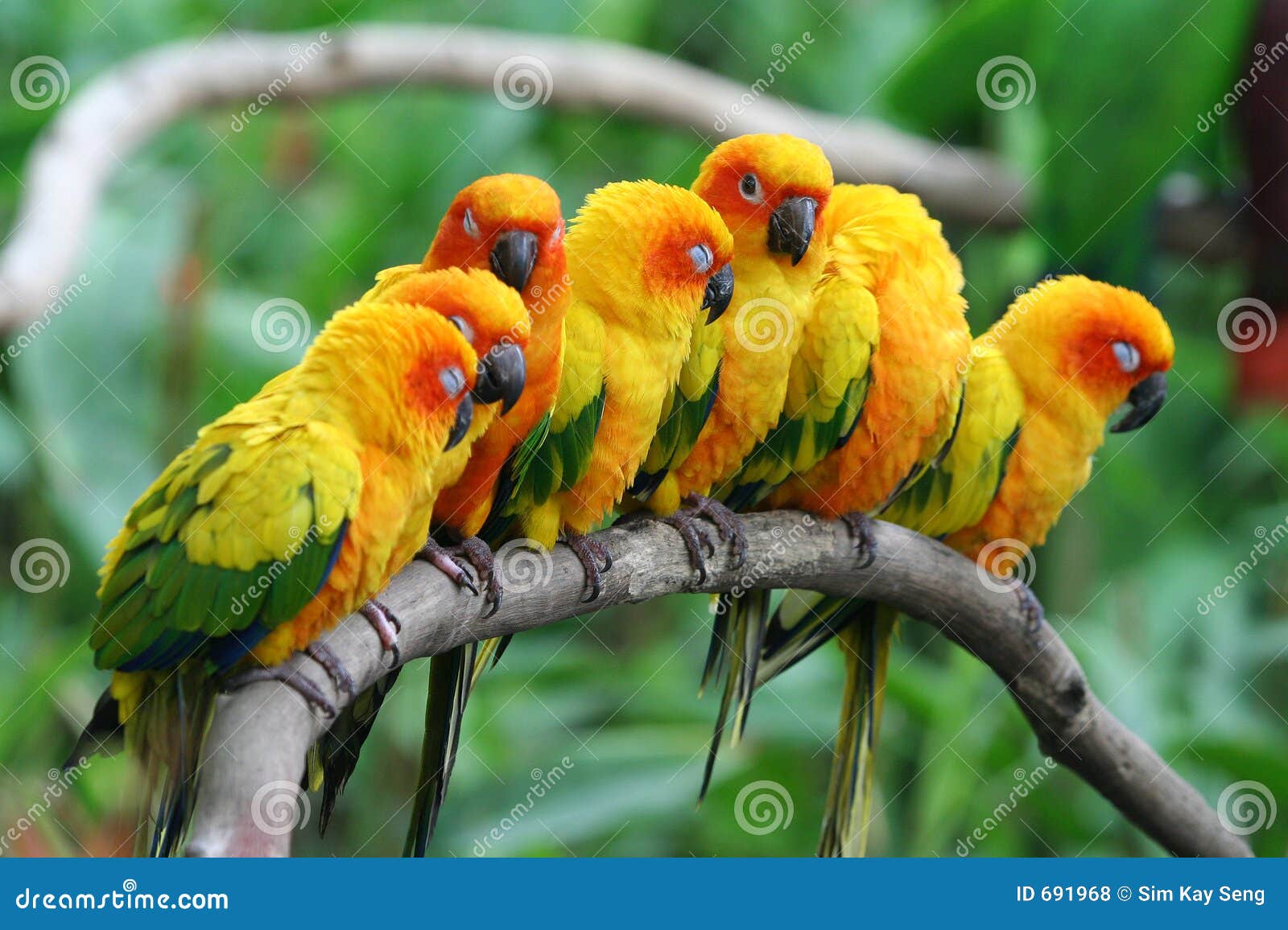 Pequeños loros. foto de archivo. Imagen de machacar, aviario - 691968