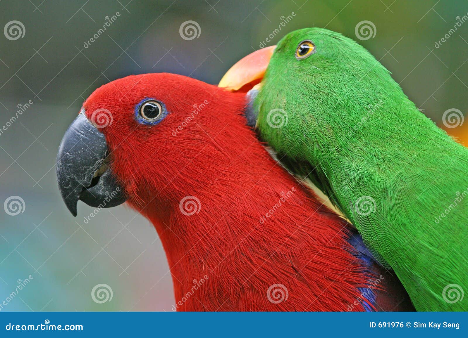 Pequeños loros. foto de archivo. Imagen de loro, aviar - 691976