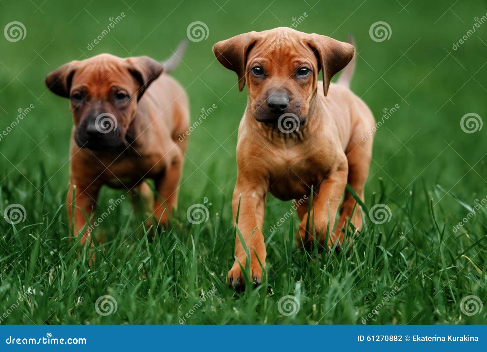 Pequeños Perritos Adorables De Rhodesian Ridgeback Foto de archivo ...