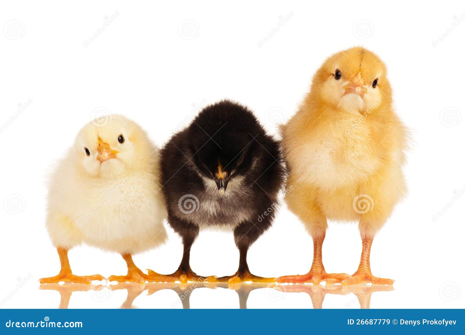 Pequeños pollos imagen de archivo. Imagen de pico, pluma - 26687779