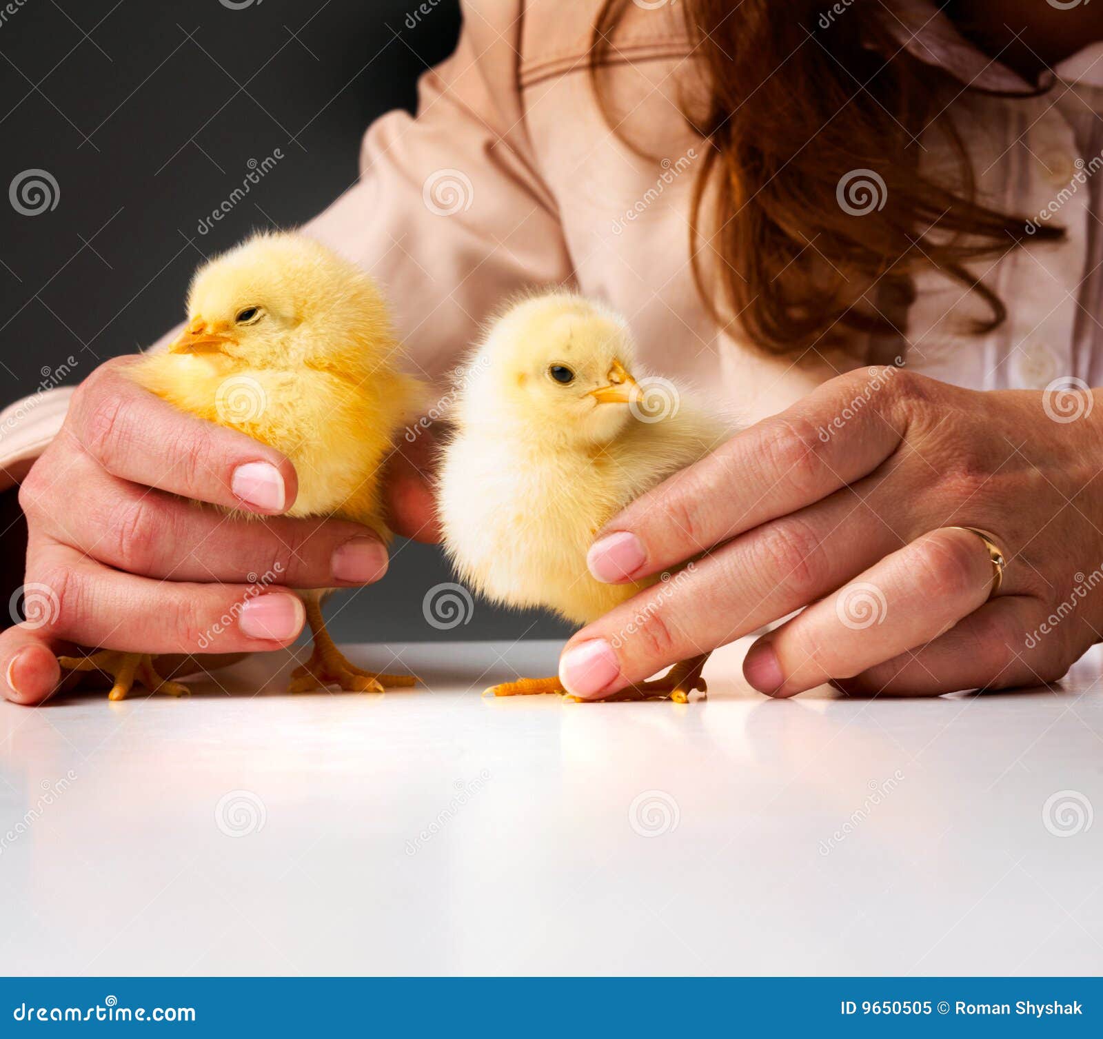 Pequeños pollos en manos imagen de archivo. Imagen de joven - 9650505
