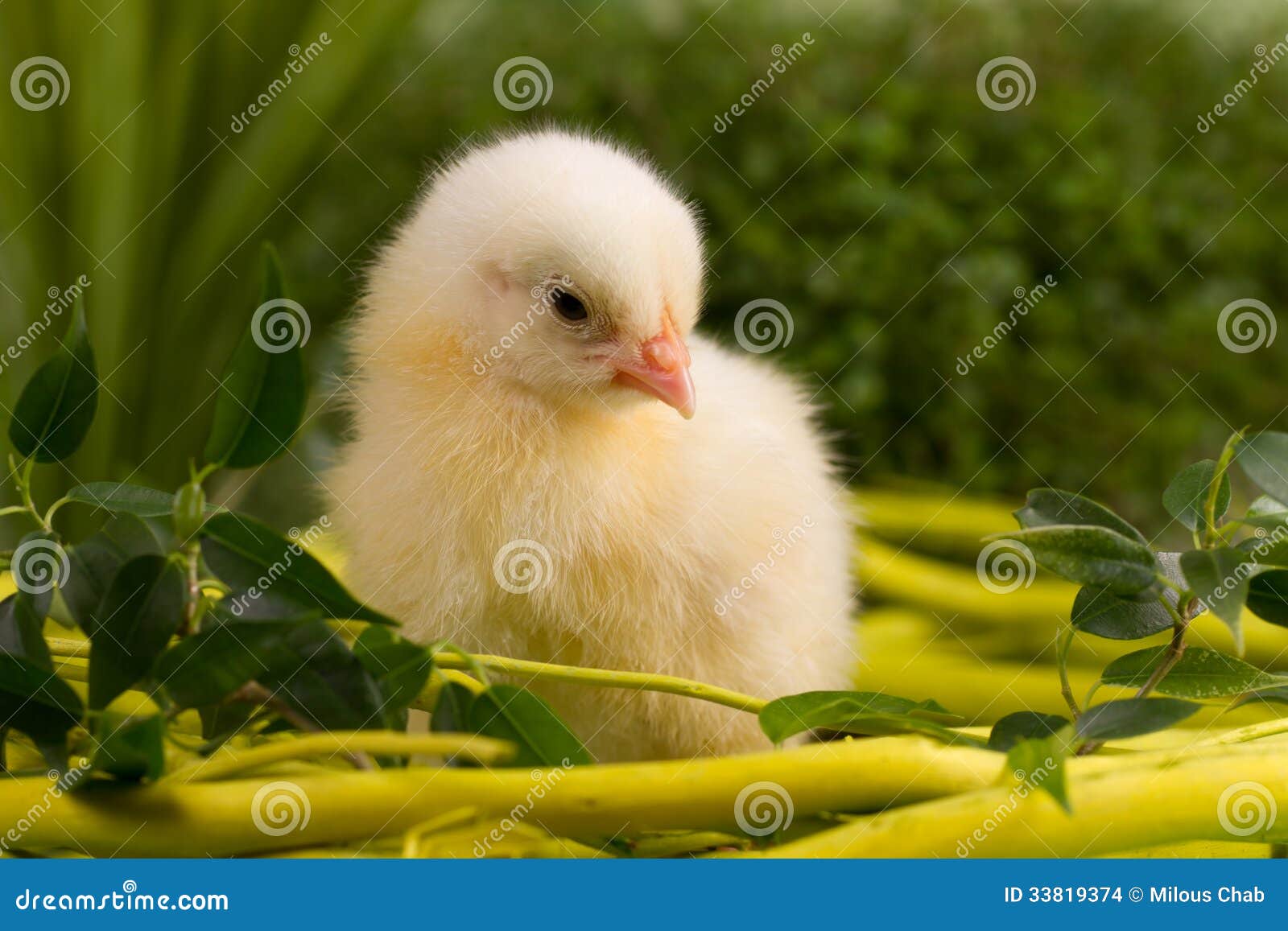 Pequeños pollos hermosos foto de archivo. Imagen de newborn - 33819374