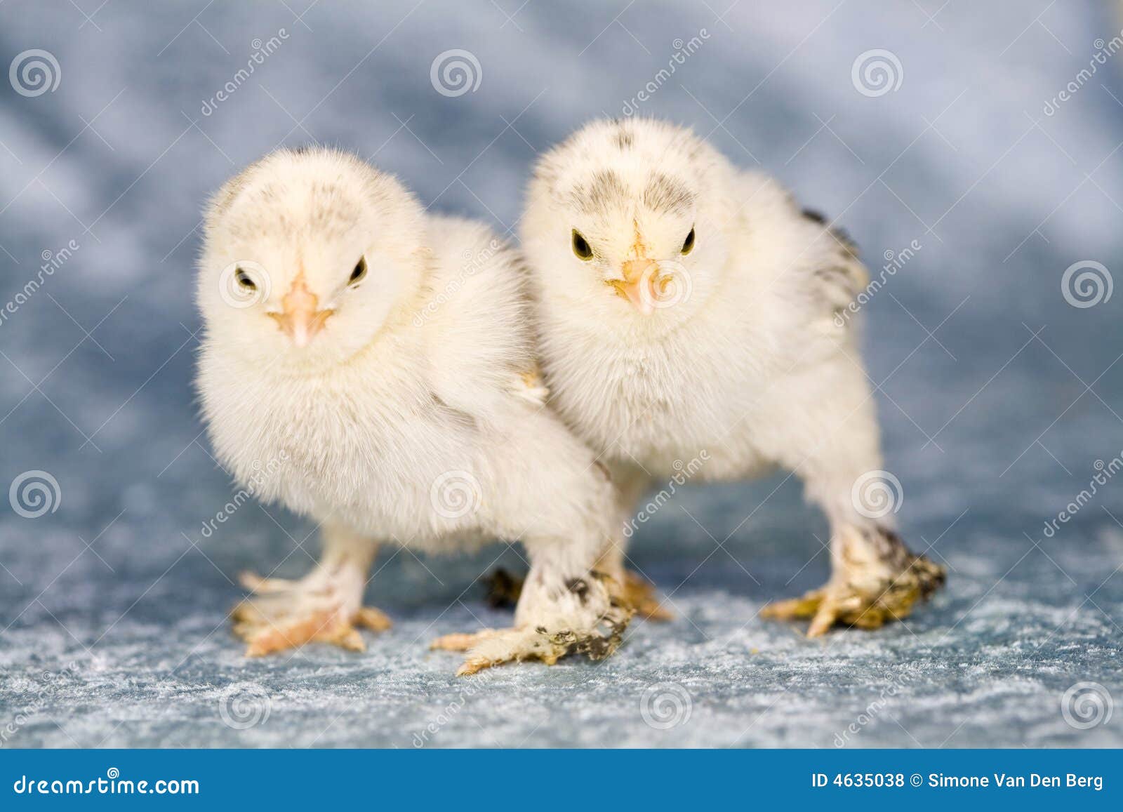 Pequeños pollos lindos foto de archivo. Imagen de joven - 4635038