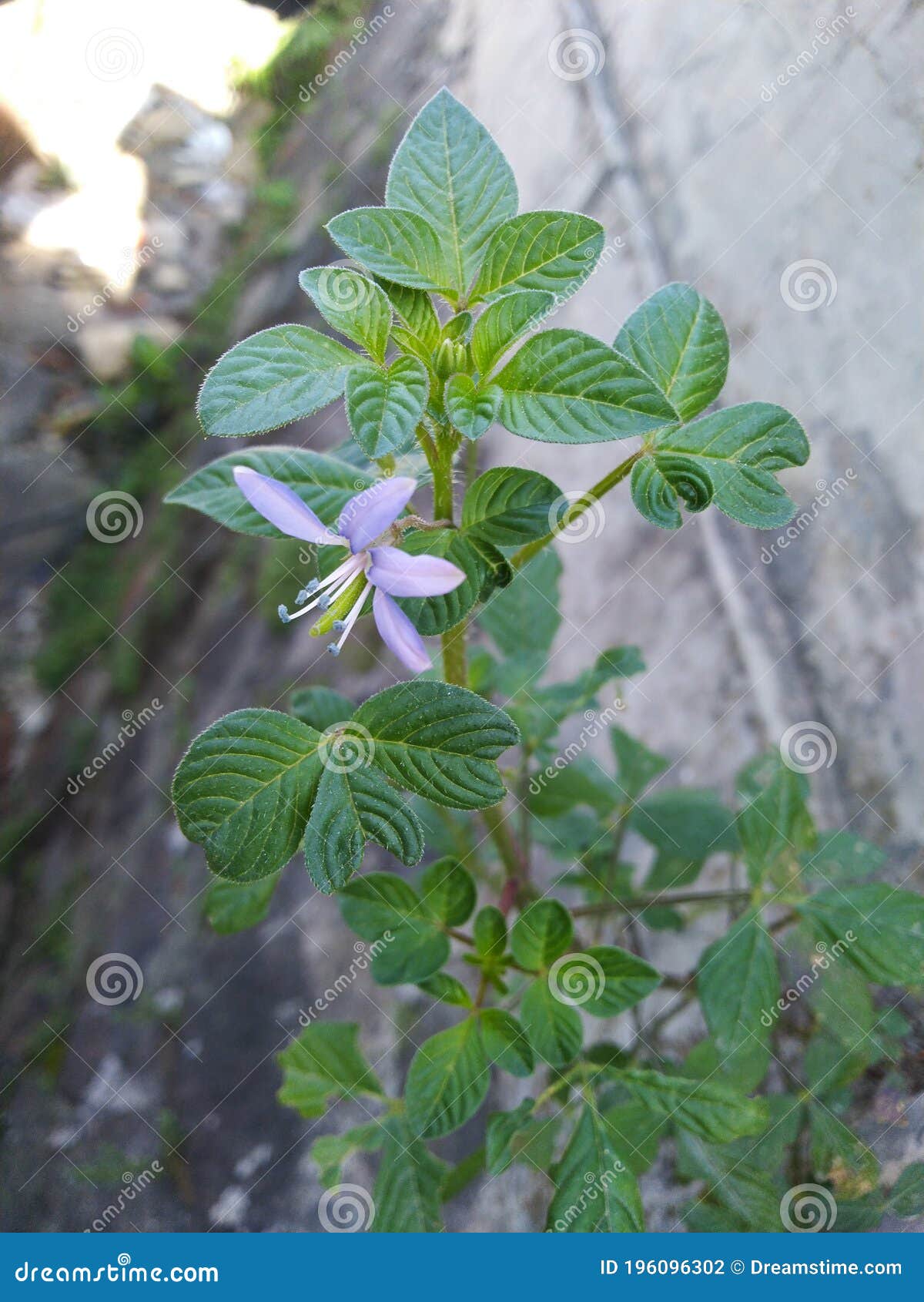 Pequena Planta Com Flor Roxa Foto de Stock - Imagem de flor, pequeno ...