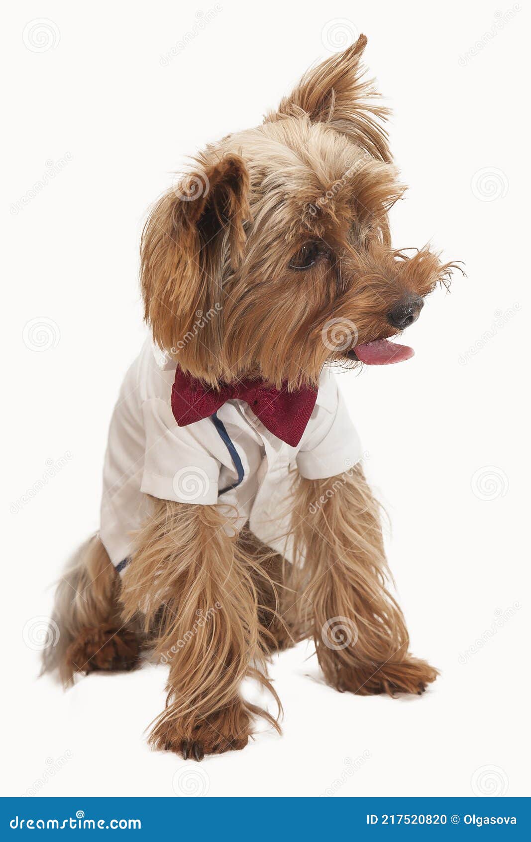 Pequeno Yorkshire Terrier Com Um Belo Terno E Gravata Num Fundo Branco ...