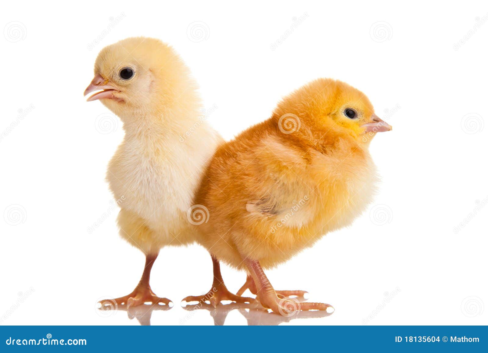 Pequeño Animal Del Pollo Aislado Imagenes de archivo - Imagen: 18135604