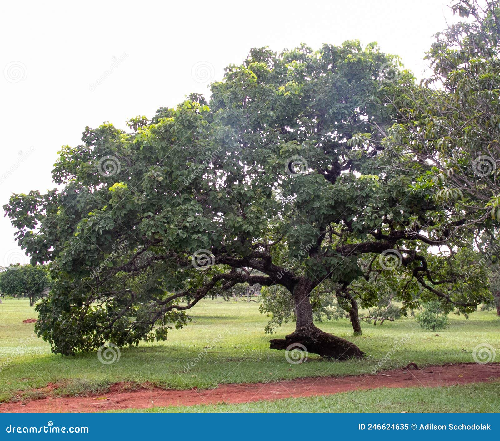182 Pequi Tree Stock Photos - Free & Royalty-Free Stock Photos from ...